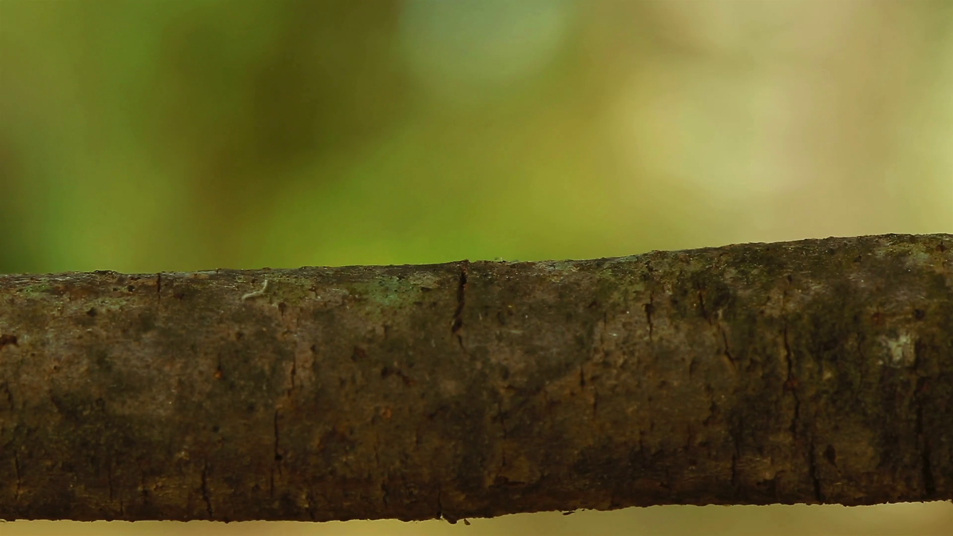 Inch Worm Crawling Across Tree Branch Stock Footage SBV-302018095 ...