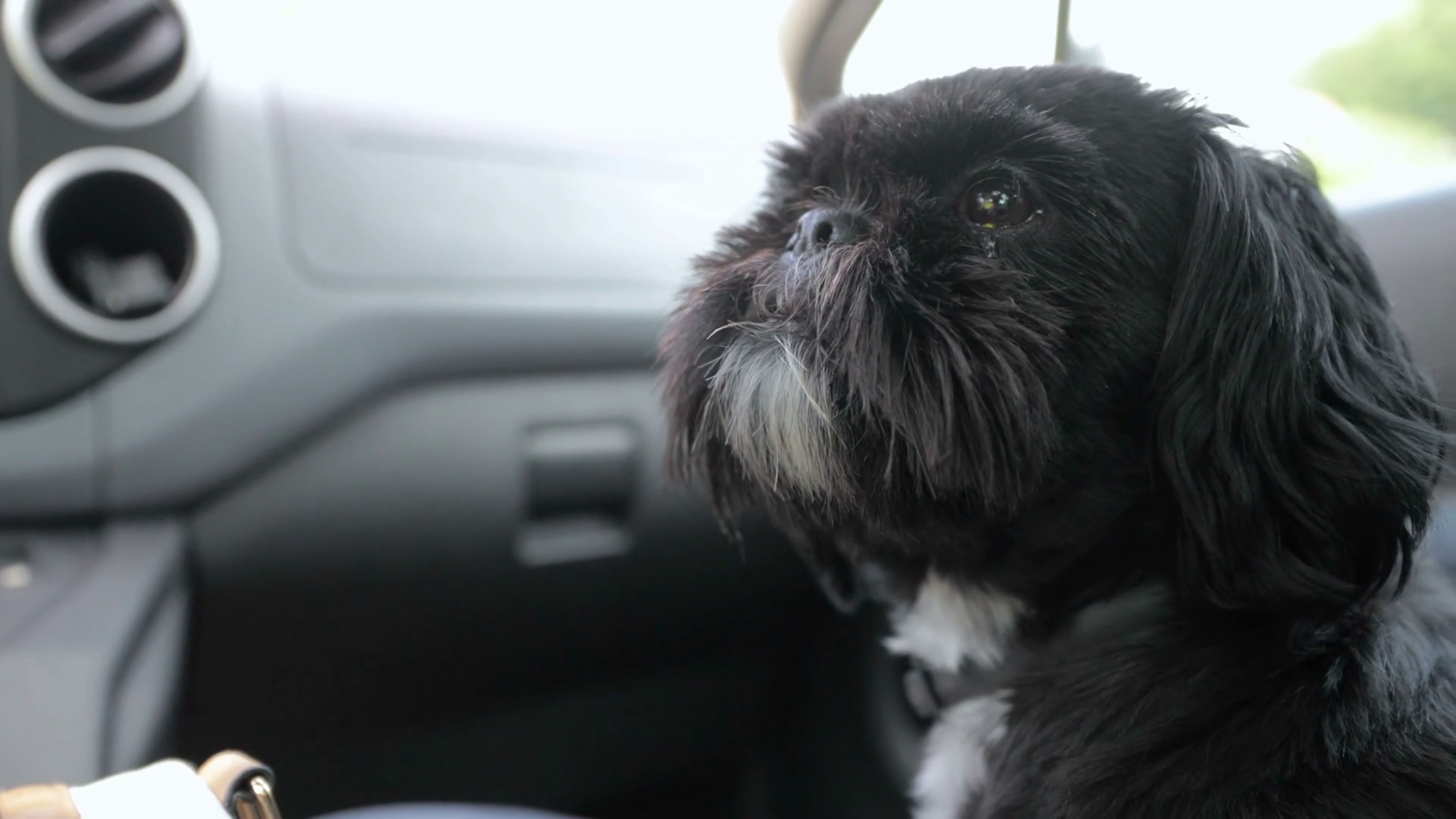 Cute Puppy Eyes Driving In Car Vehicle 4k Stock Footage SBV-352918976 ...