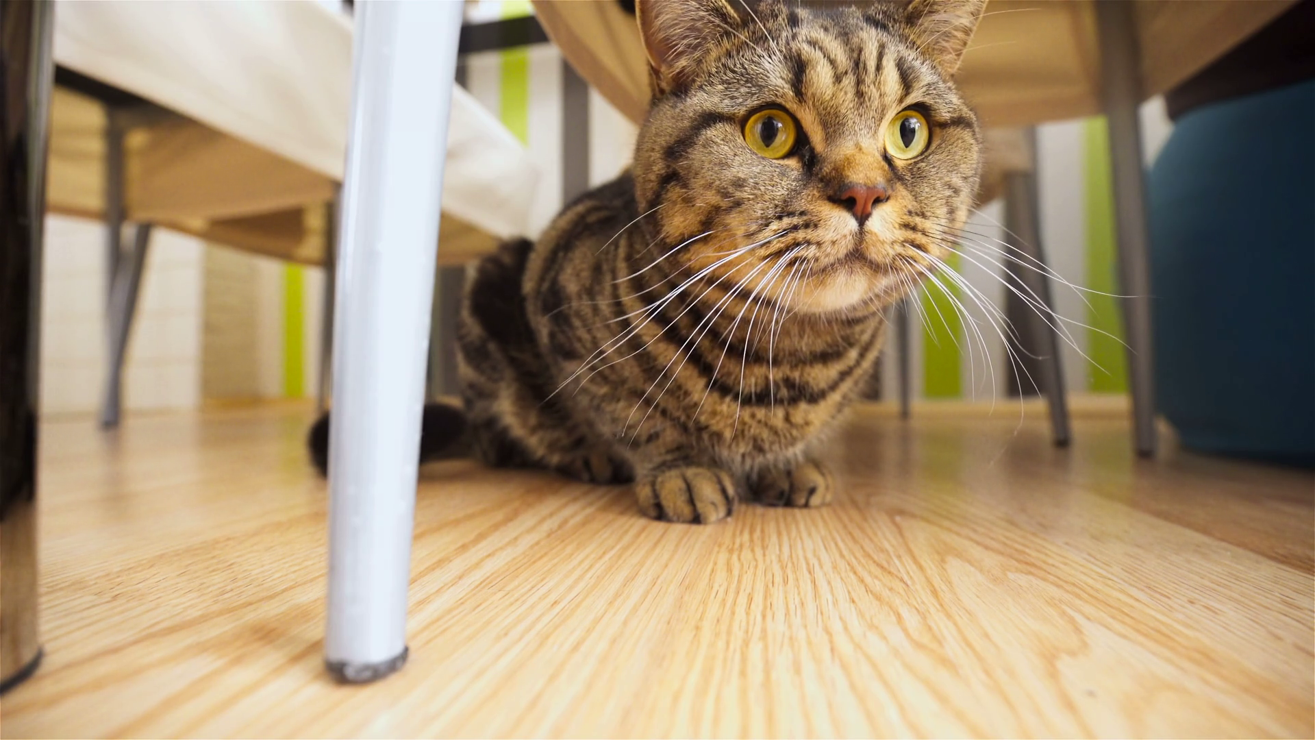 Cat Hiding Under Chair 4k Low Angle Of Cute Stock Footage SBV-352835399 ...