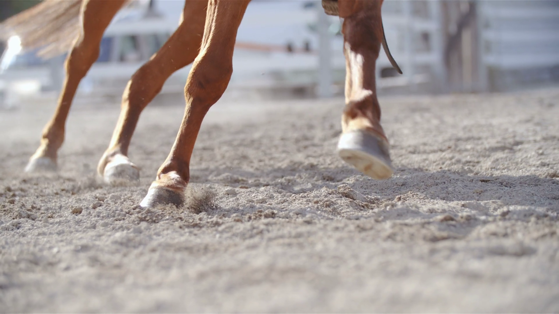 Horse Hooves Run On Sand Close-up Slow Stock Footage SBV-352684872 ...