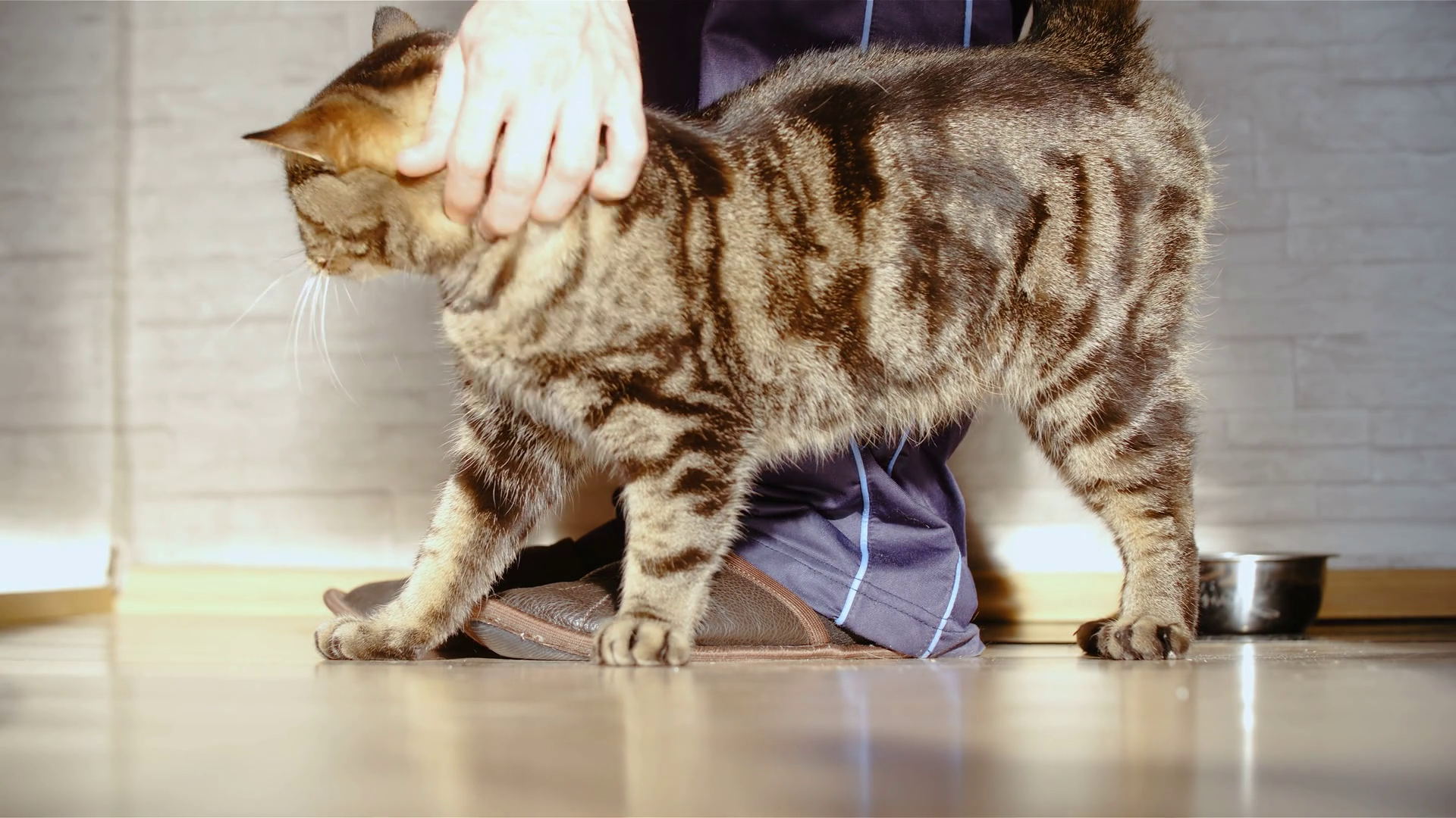 Cat Rubs At Person Legs Being Caressed 4k Stock Footage SBV-352684910 ...
