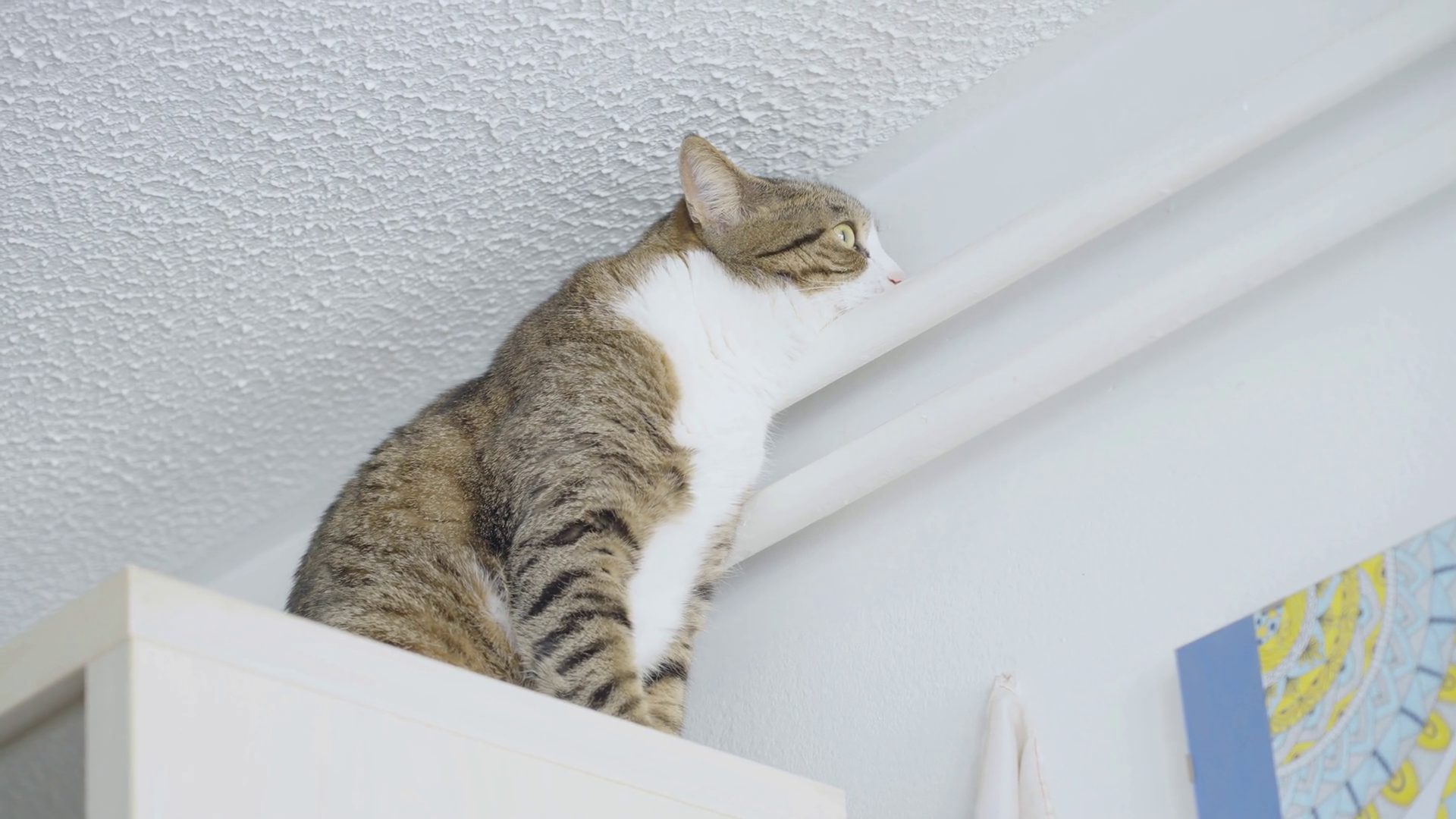Funny Cat Warming Head On Radiator Pipes 4k Stock Footage SBV-352057896 ...