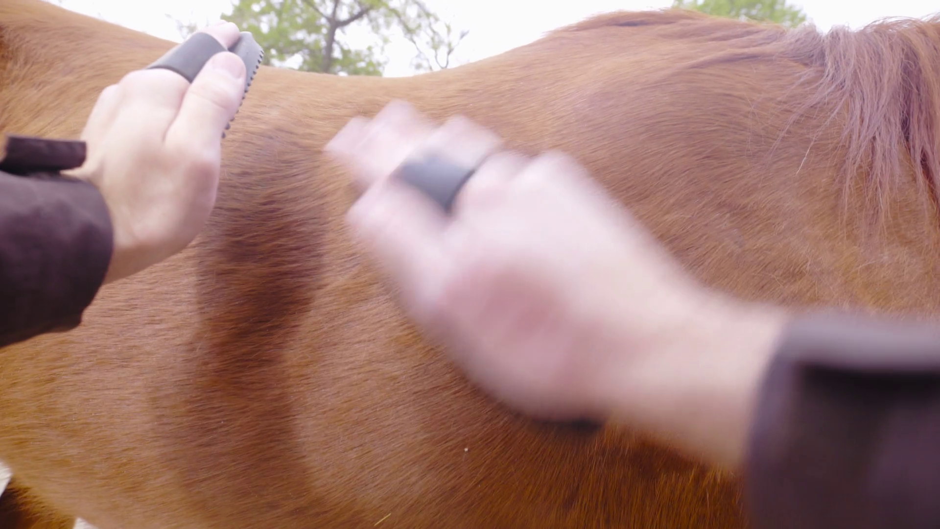 Shedding Brushing Horse Fur First Person Stock Footage SBV-352835286 ...