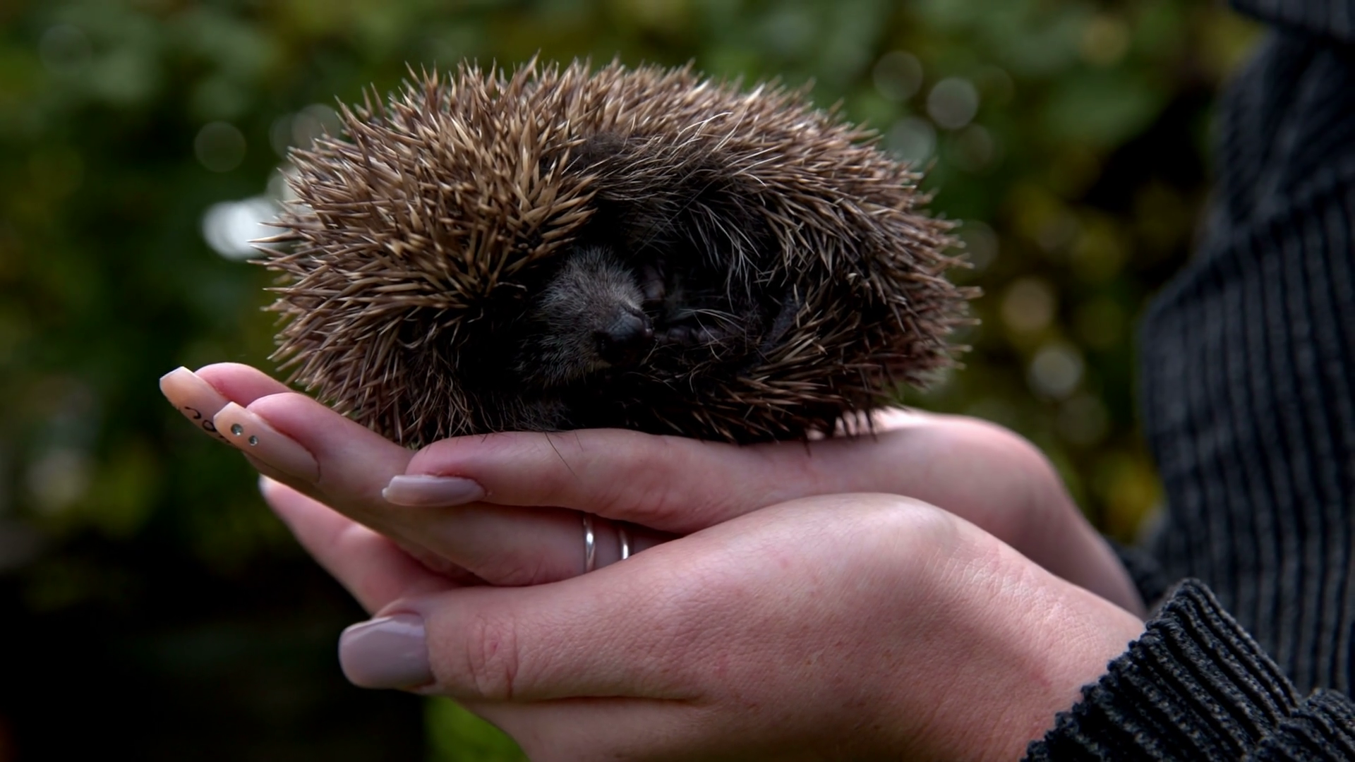 Hedgehog Rest In Person Hands Closeup Calm Stock Footage SBV-352918057 ...
