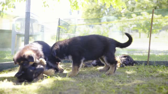 Dogs Attacking Stock Footage: Royalty-Free Video Clips - Storyblocks