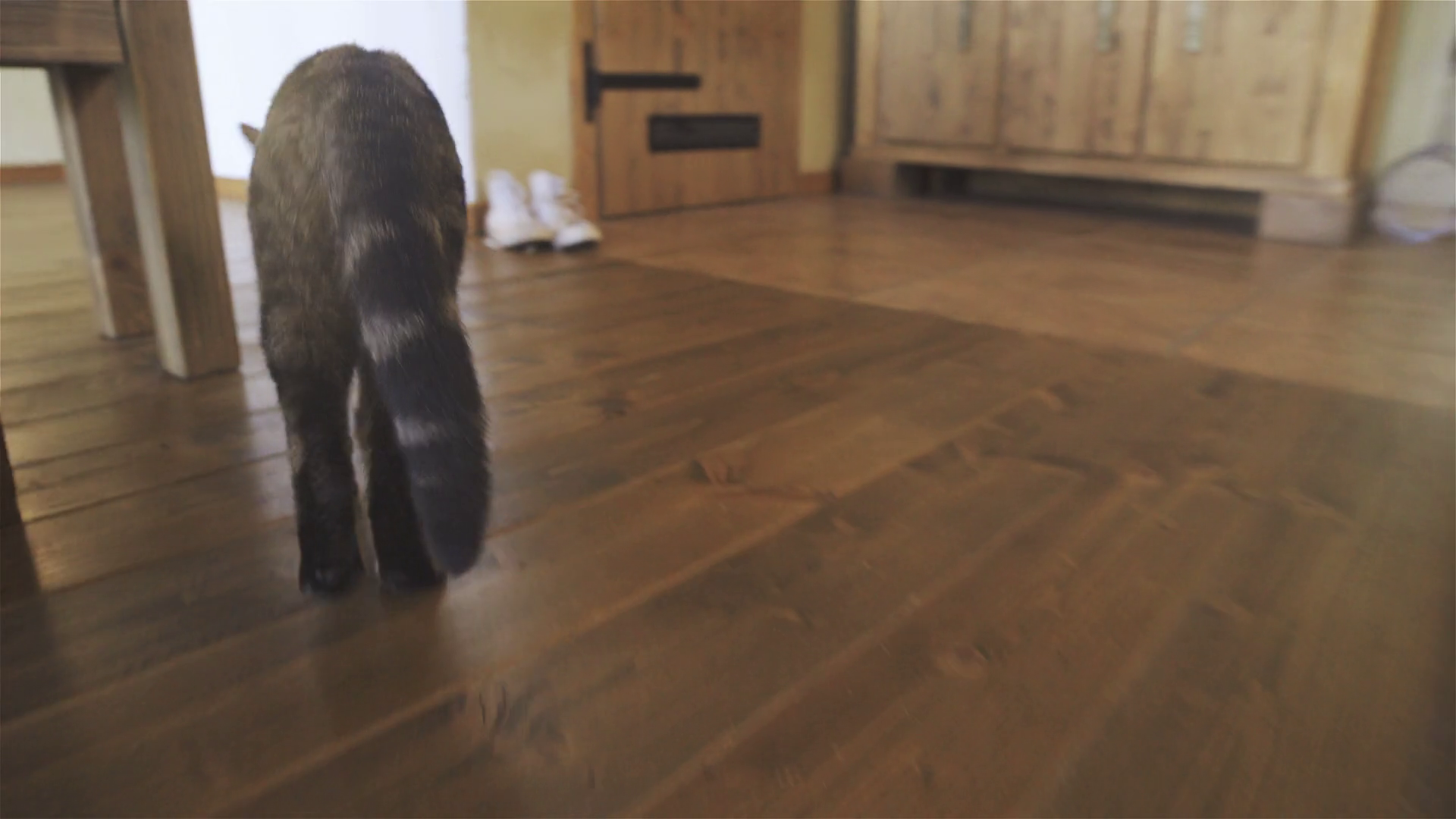Curious Cat Walking In House 4k Steadicam Stock Footage SBV-352916983 ...