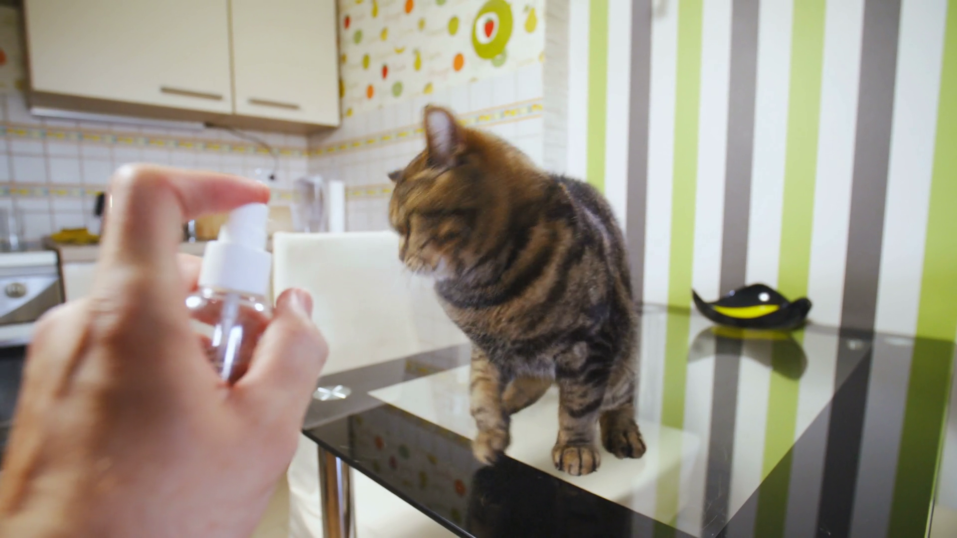 Pov Spraying Cat Off Kitchen Table In Slow Stock Footage SBV-352684818 ...