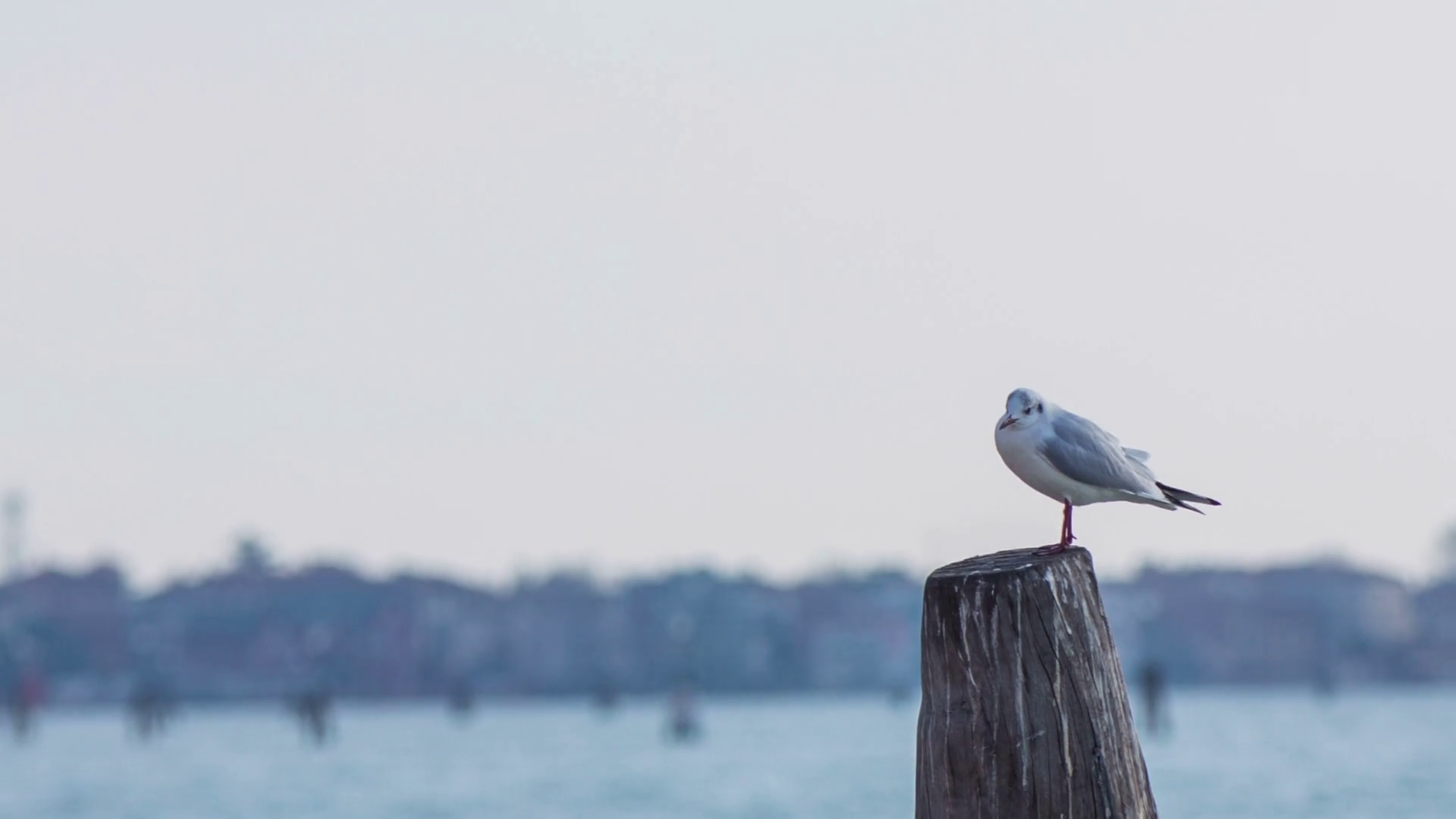 Bird Sit On Wooden Pillar At Sea Wide Shot Stock Footage SBV-315929065 ...