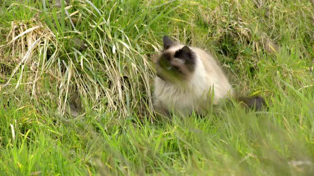 Hunting Cats Stock Footage: Royalty-Free Video Clips - Storyblocks