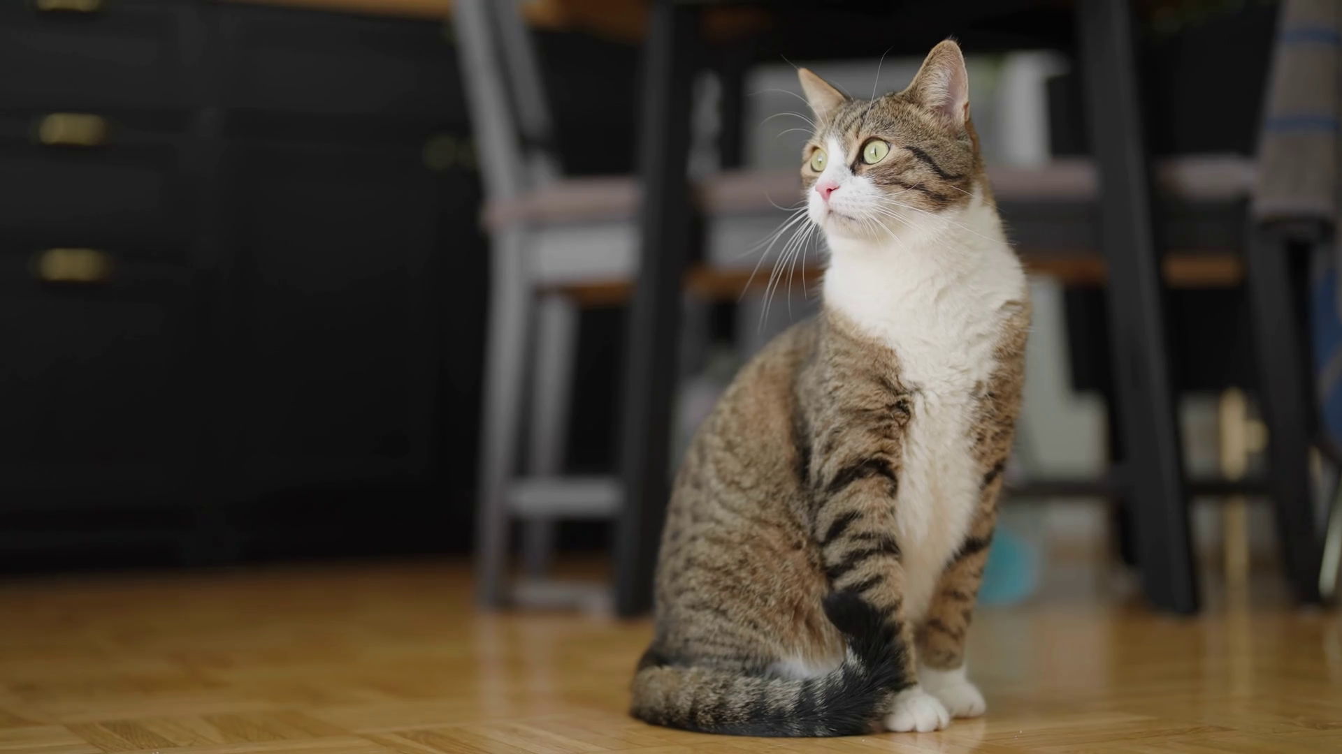 Cat Sit In Middle Of Kitchen Look At Camera Stock Footage SBV-348724642 ...