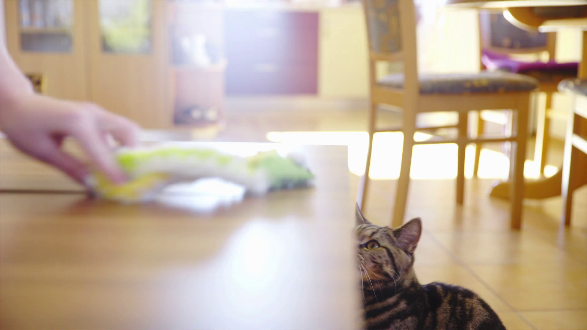 Cat Attacking Mouse Toys On Table 4k Stock Footage SBV-346820580 ...
