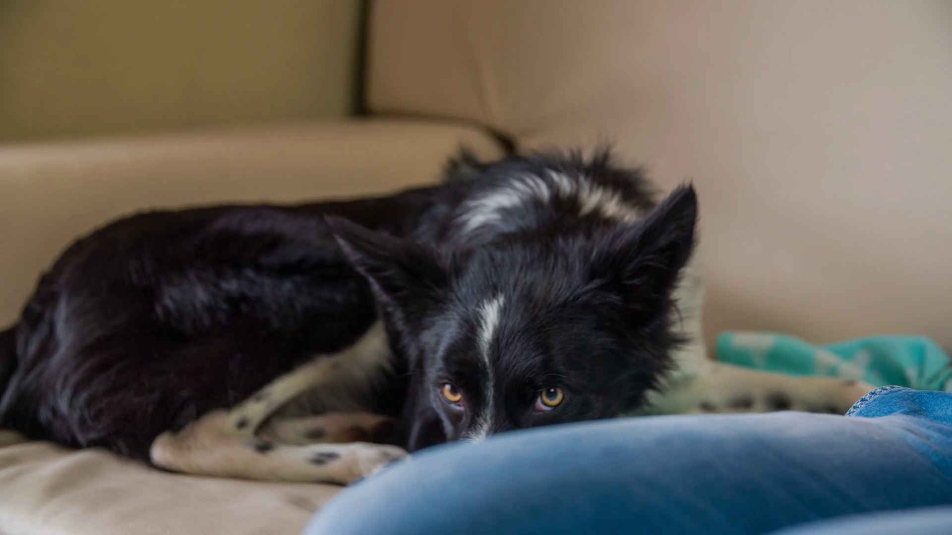 Dog Rest Next To Person Leg On Sofa 4k Stock Footage SBV-346638870 ...