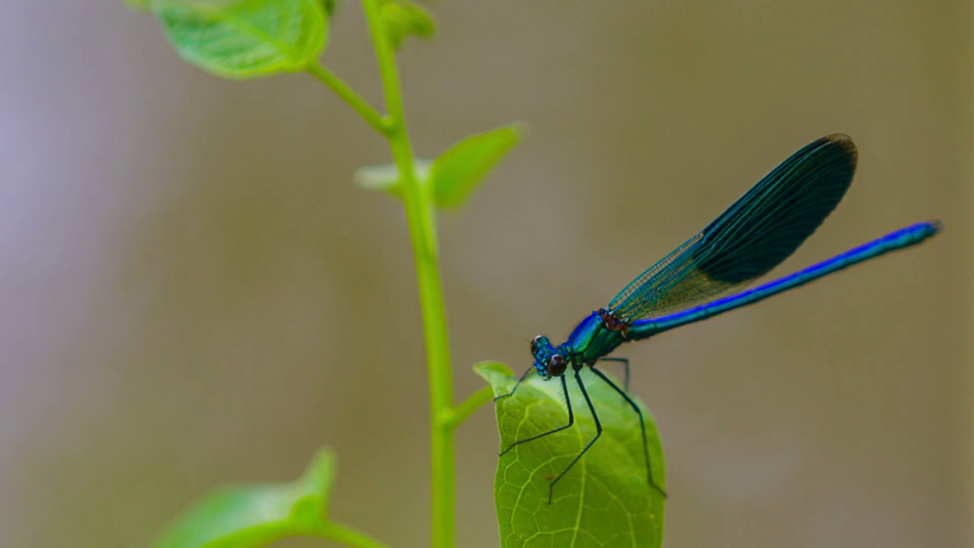 Dragonfly At River Extreme Close Up Stock Footage SBV-338915382 ...