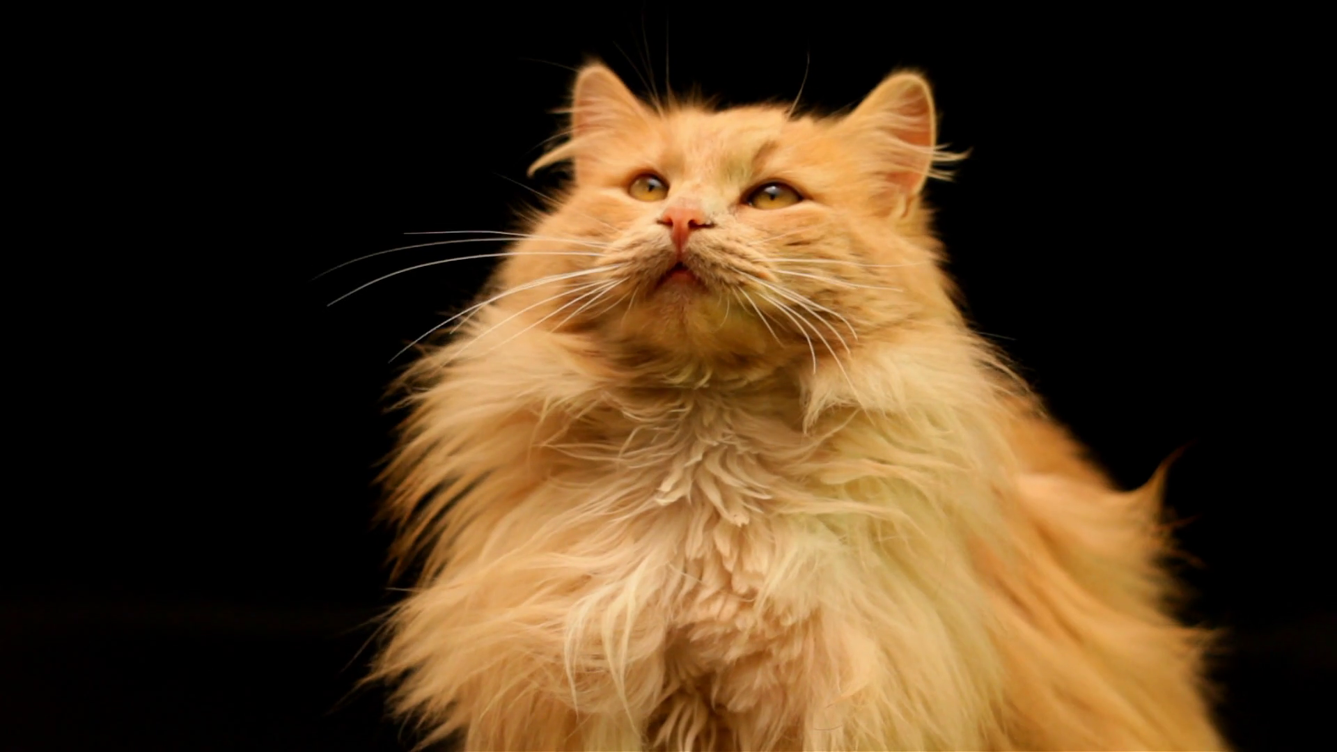 Cat Watching Around Stock Footage SBV-347043585 - Storyblocks