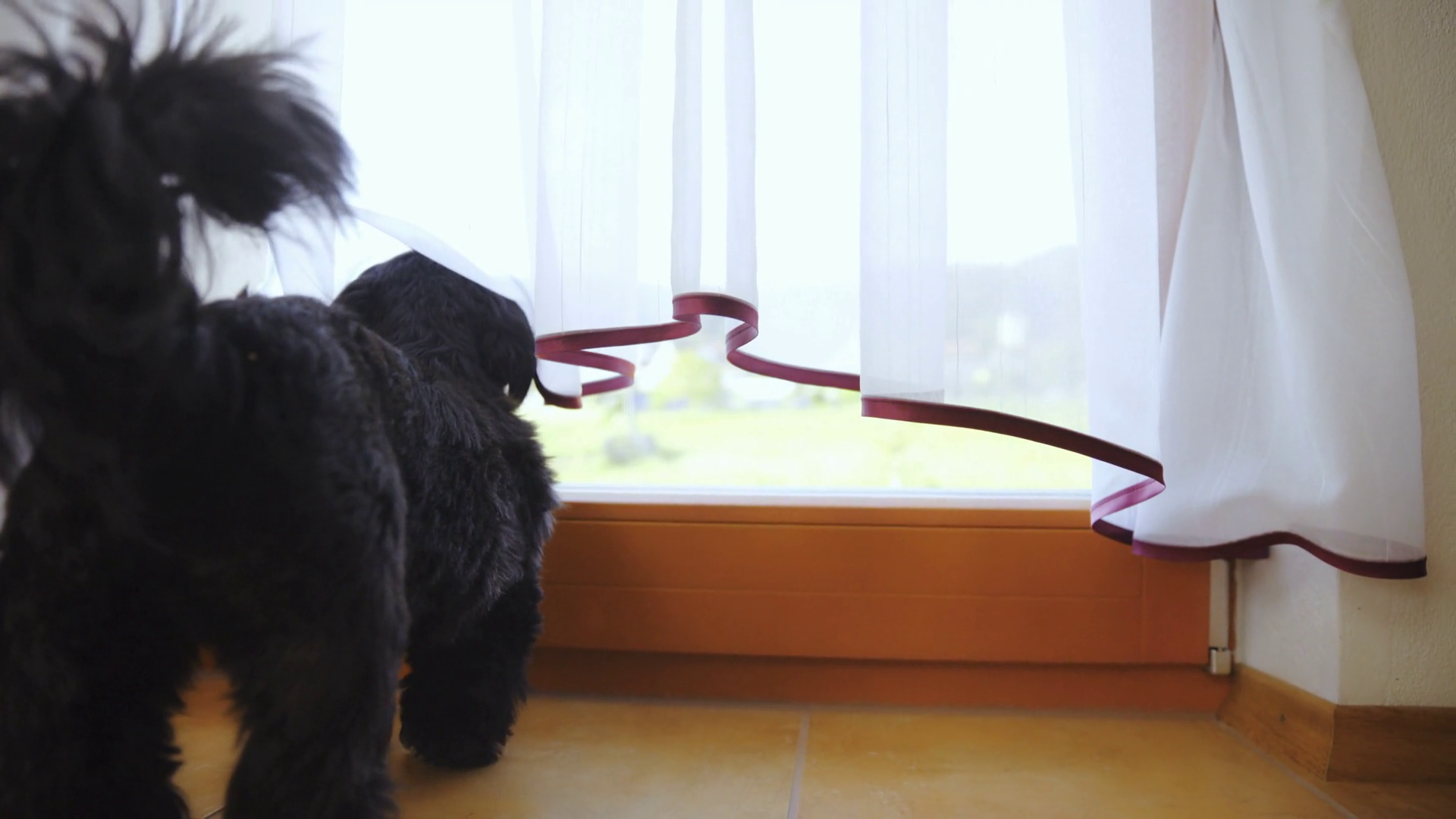 Dog Looking Outside Under Window Curtains 4k Stock Footage SBV ...