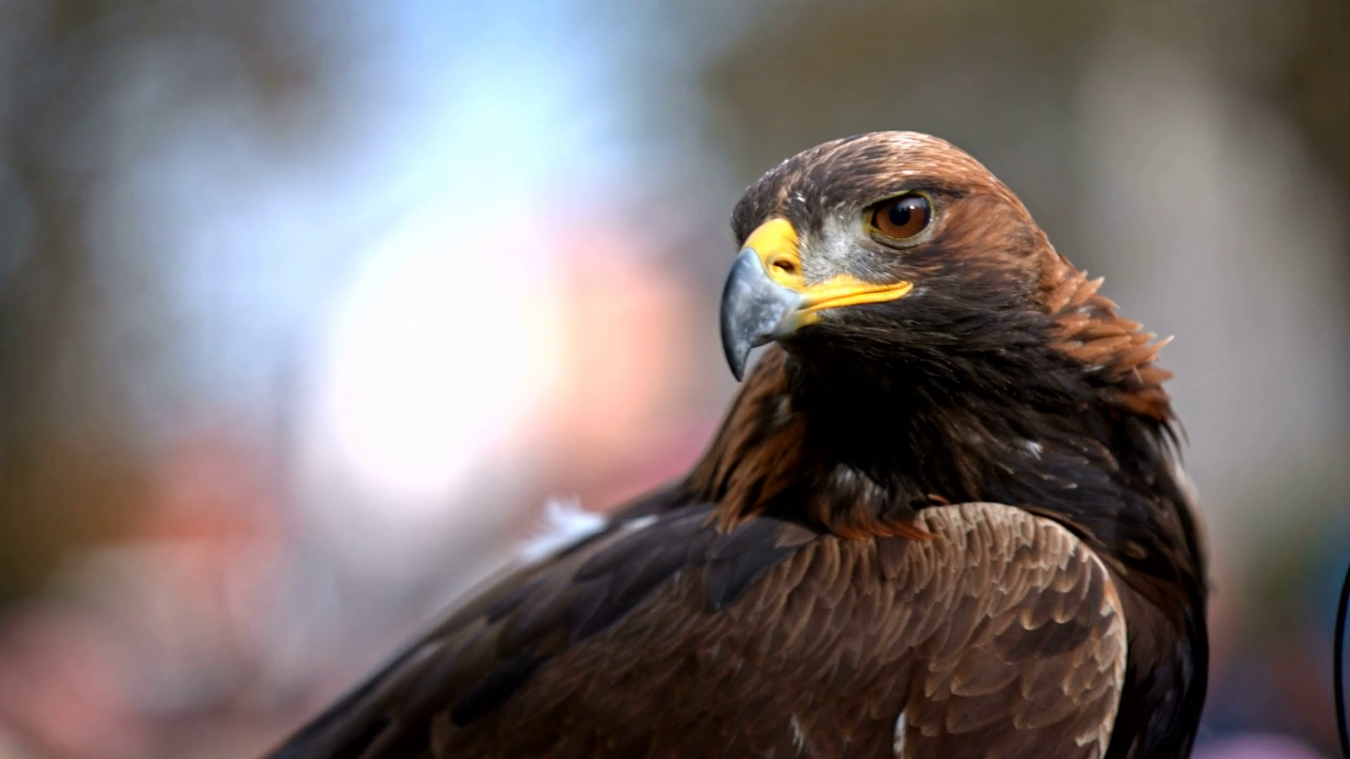 Golden Eagle Turning Head Next To Owner Stock Footage SBV-347709317 ...