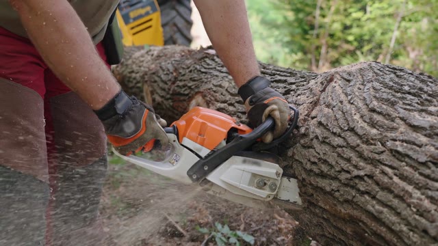 Tree Cutting Machine Stock Footage: Royalty-Free Video Clips - Storyblocks
