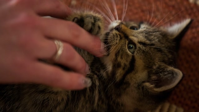 Baby Biting Fingers Stock Footage: Royalty-Free Video Clips - Storyblocks