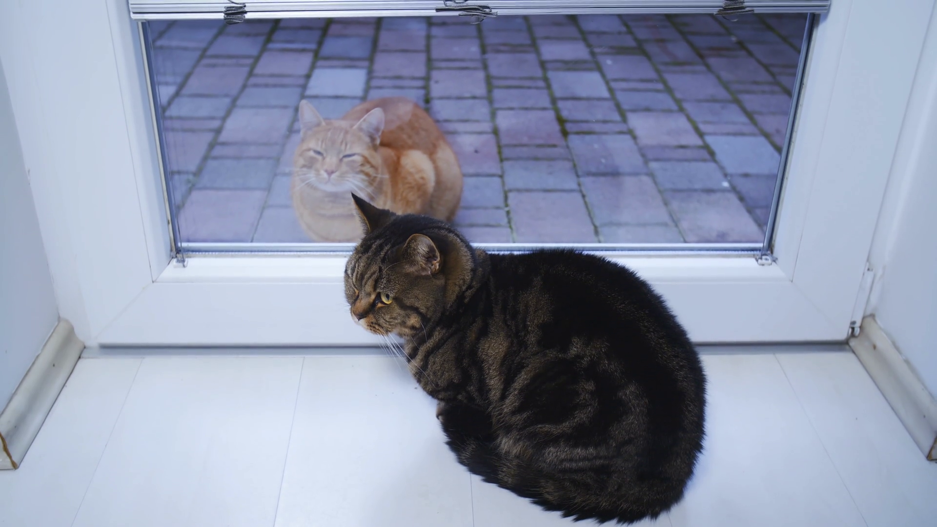 Two Cats Separated Glass Doors 4k Wide View Stock Footage SBV-352999904 ...