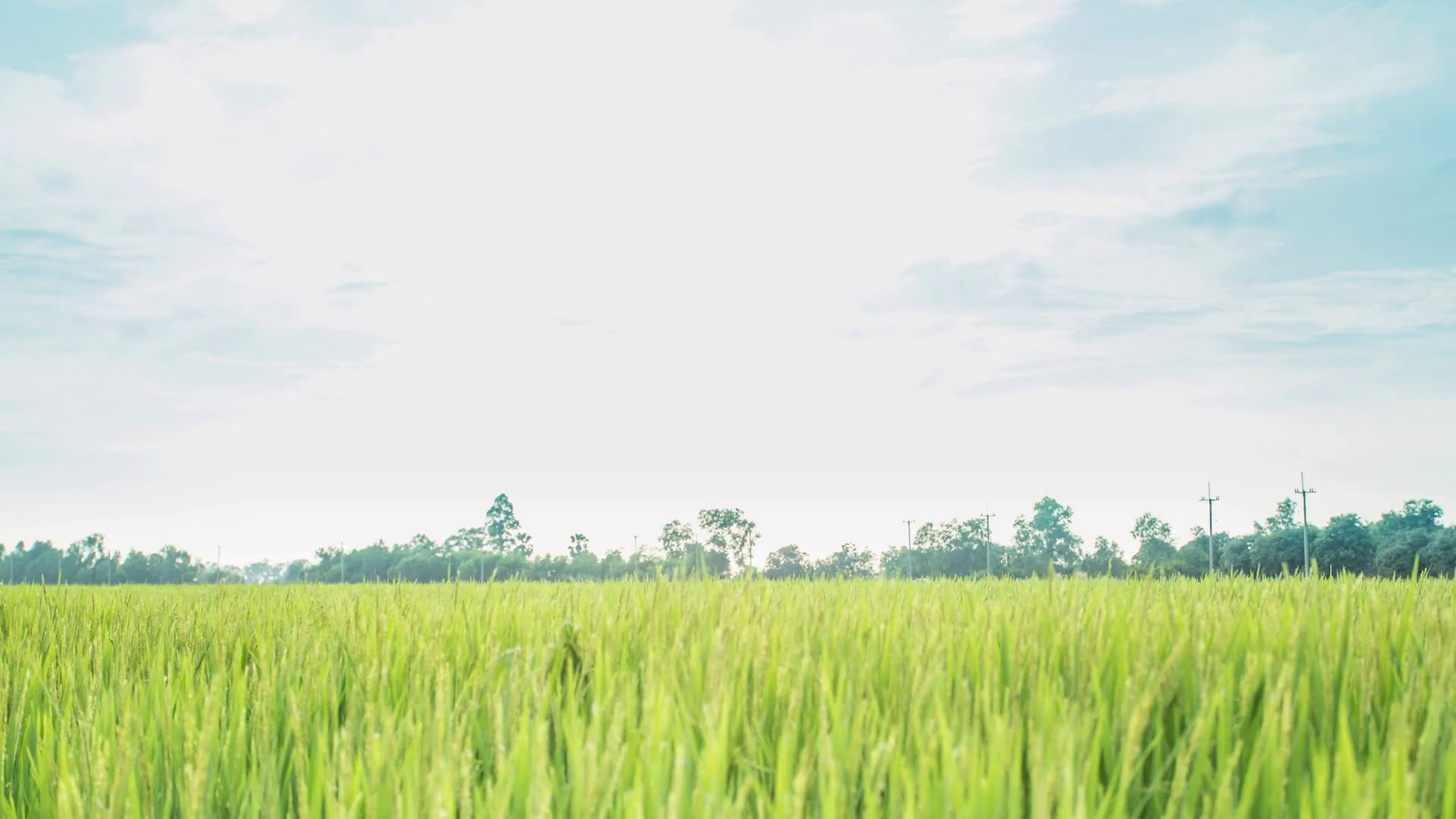 4k Time Lapse Beautiful Sunset On Rice Farm Stock Footage SBV-304659098 ...