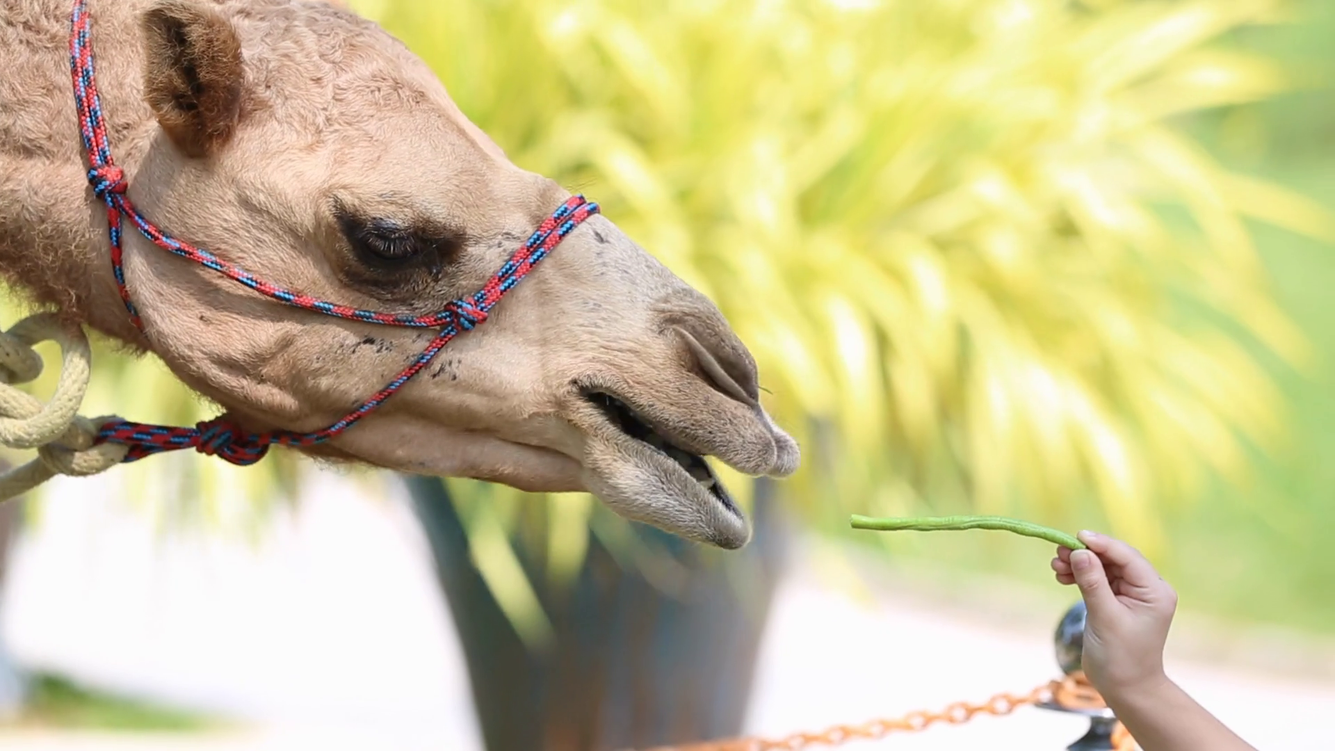 Close Up Of Camels Eat From Hand In Thailand Stock Footage SBV ...