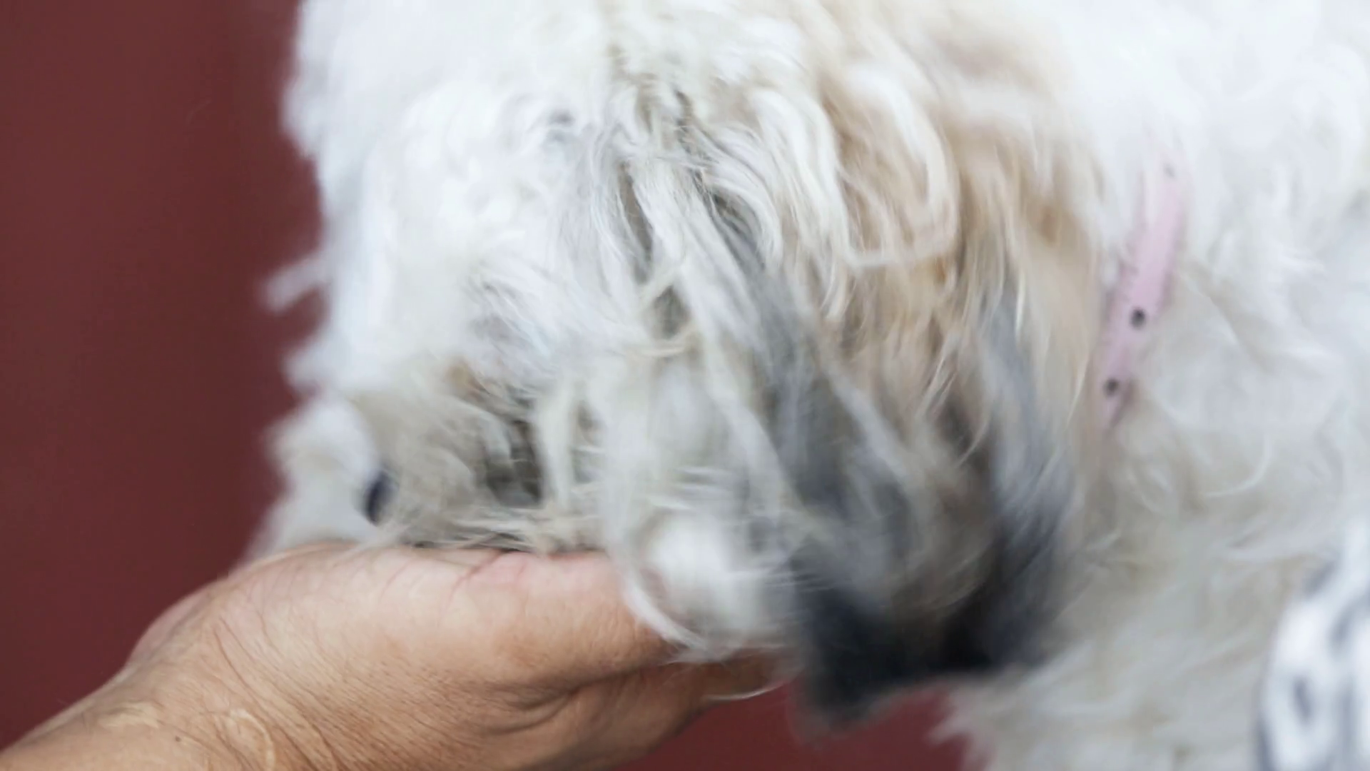 Human Hand Petting Dog Stock Footage SBV-301359080 - Storyblocks