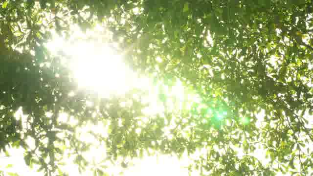 Nature Background Loop Stock Footage: Royalty-Free Video Clips ...