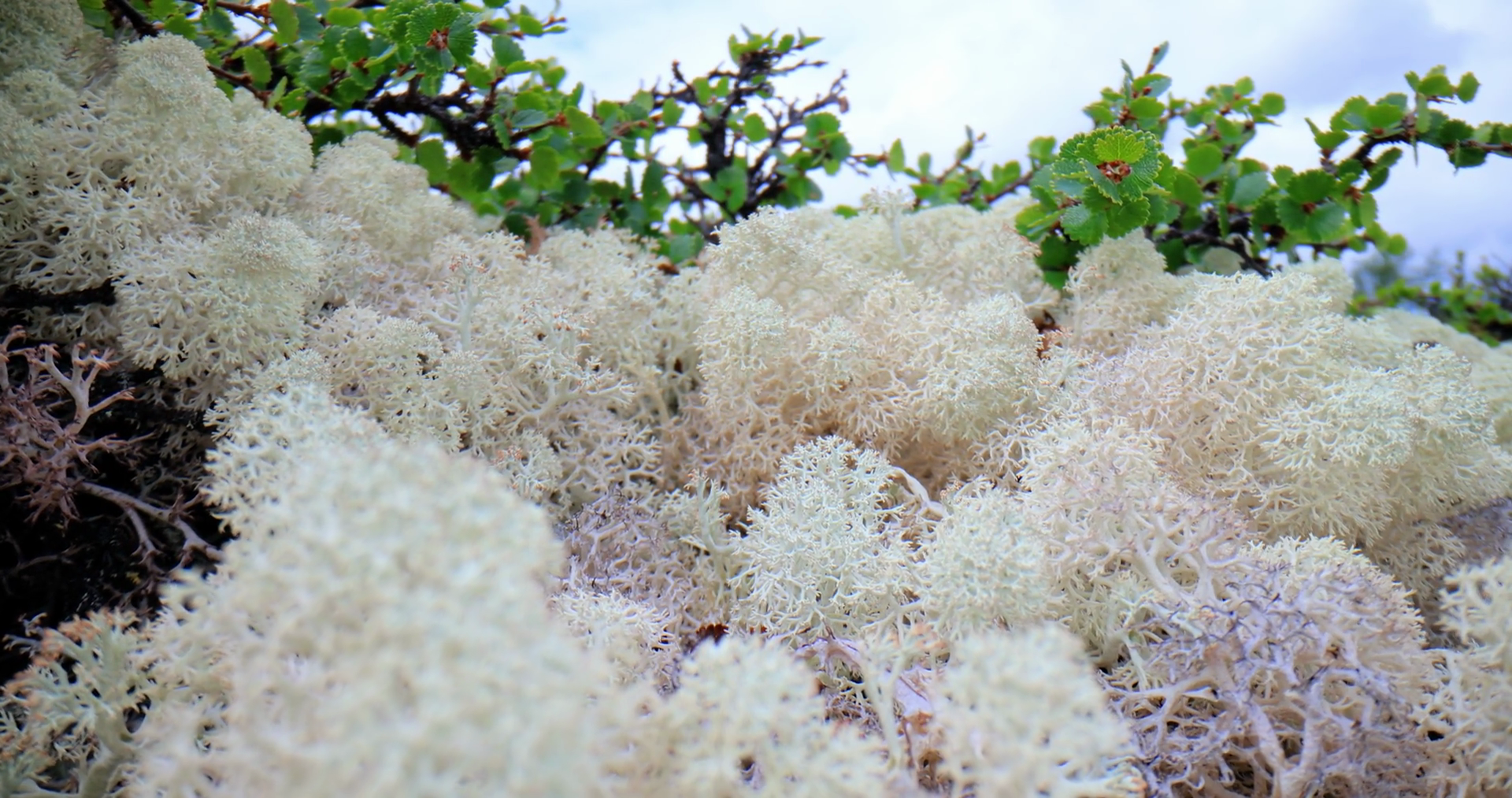Arctic Tundra Beautiful Nature Norway Stock Footage SBV-351729653 ...