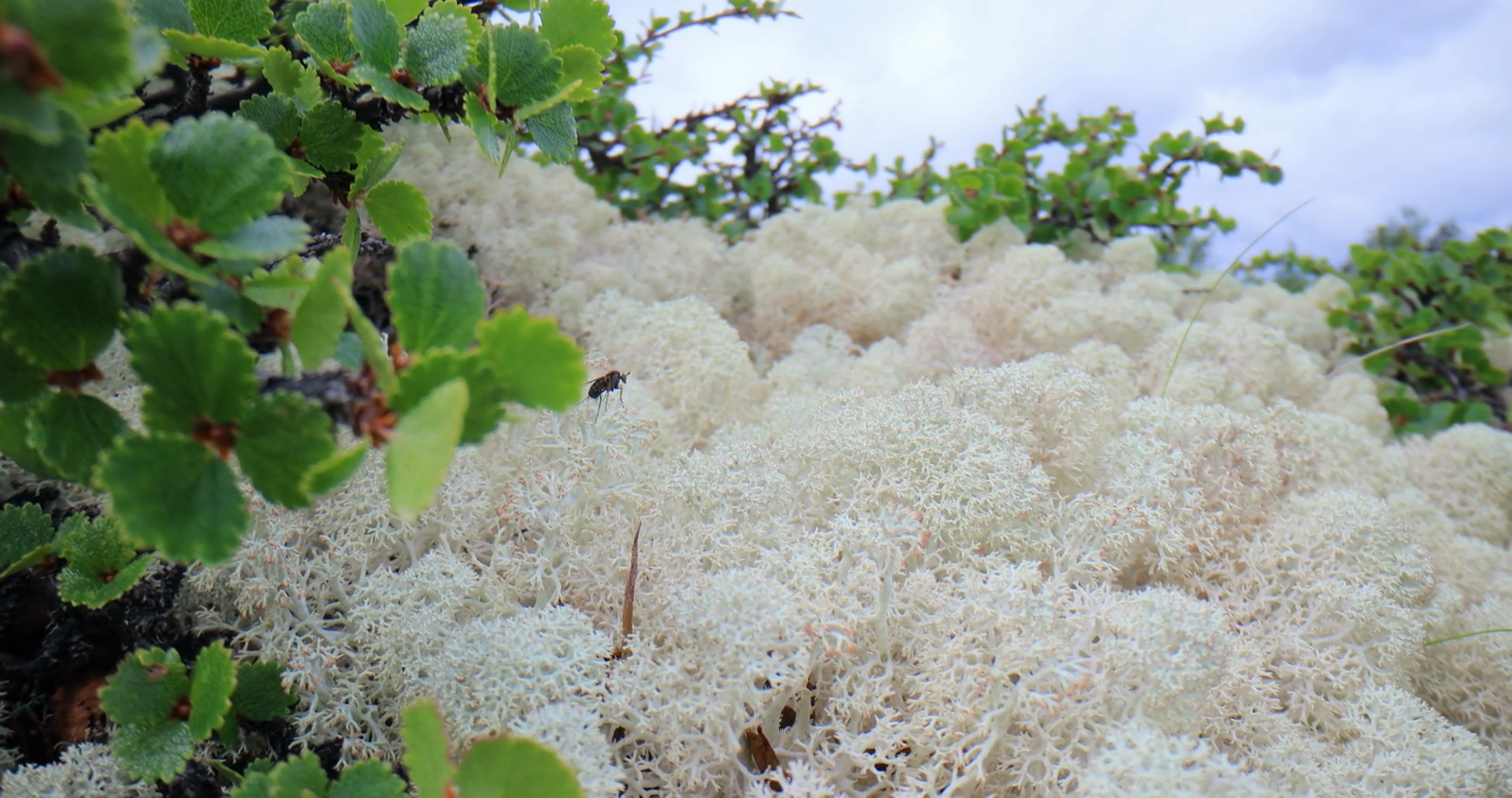 Arctic Tundra Beautiful Nature Norway Stock Footage SBV-351991451 ...