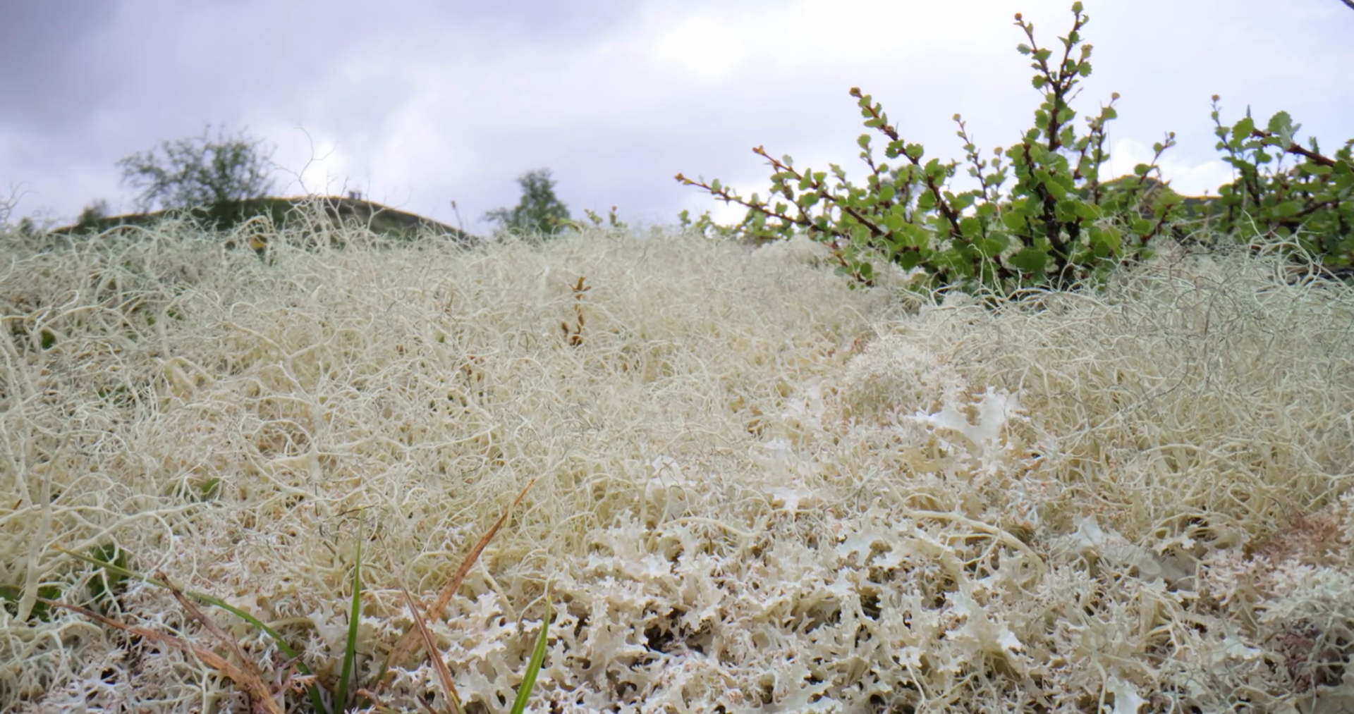 Arctic Tundra Beautiful Nature Norway Stock Footage SBV-351826782 ...