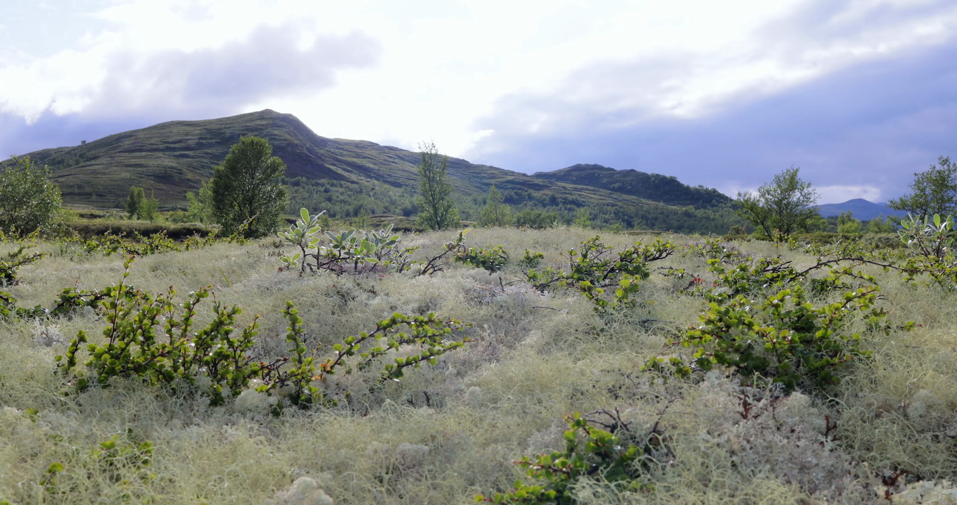 Arctic Tundra Beautiful Nature Norway Stock Footage SBV-351826772 ...