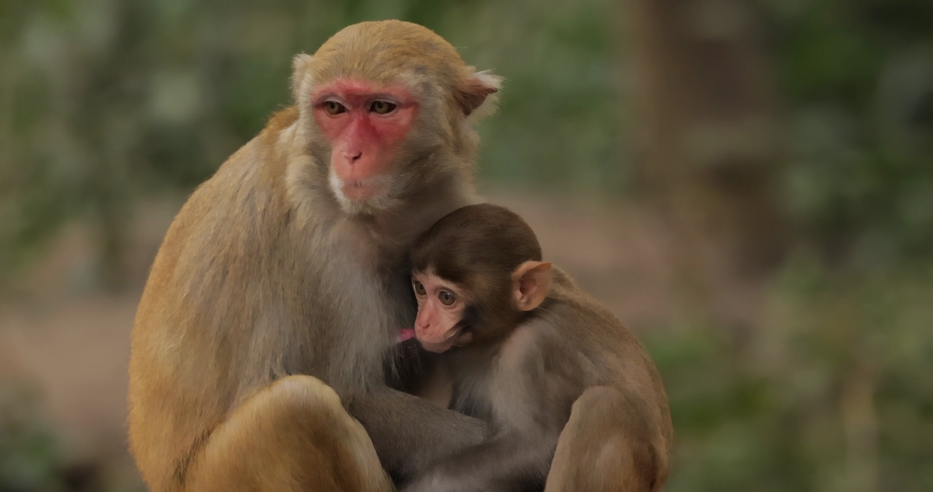 Macaques In Nature Macaques Constitute Genus Stock Footage SBV ...