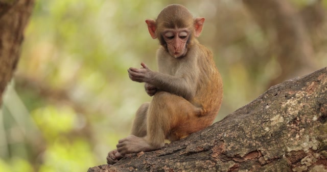 Monkey Scratching Head Stock Footage: Royalty-Free Video Clips ...