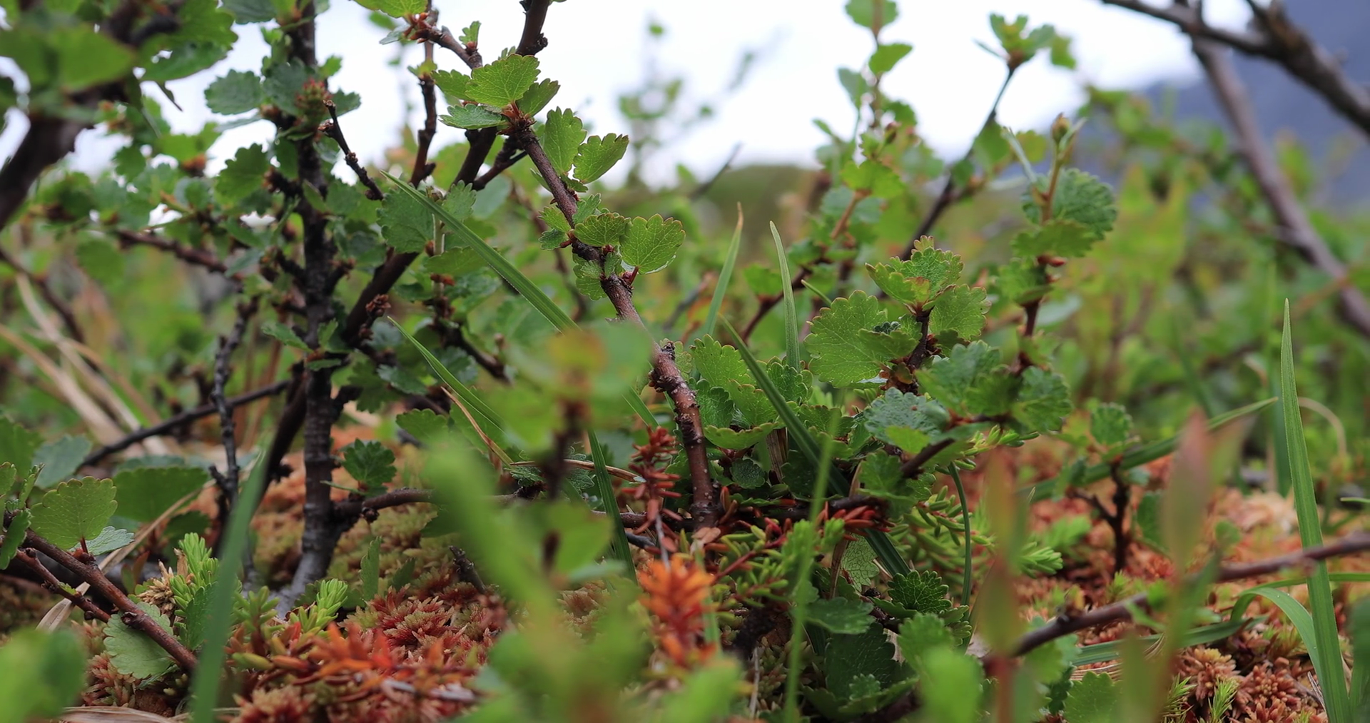 Arctic Tundra Beautiful Nature Norway Stock Footage SBV-351757886 ...