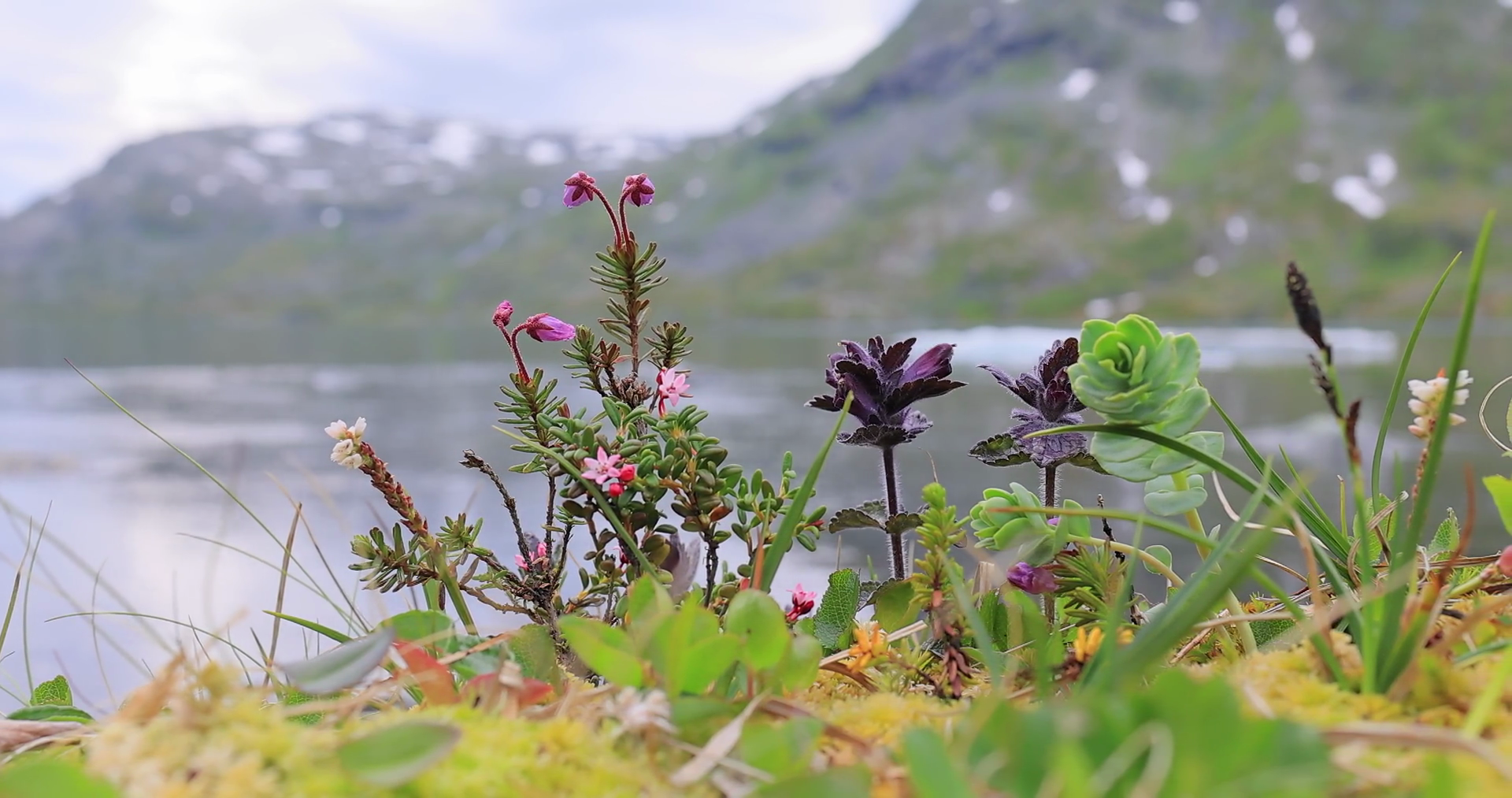 Arctic Tundra Beautiful Nature Norway Stock Footage SBV-351757887 ...