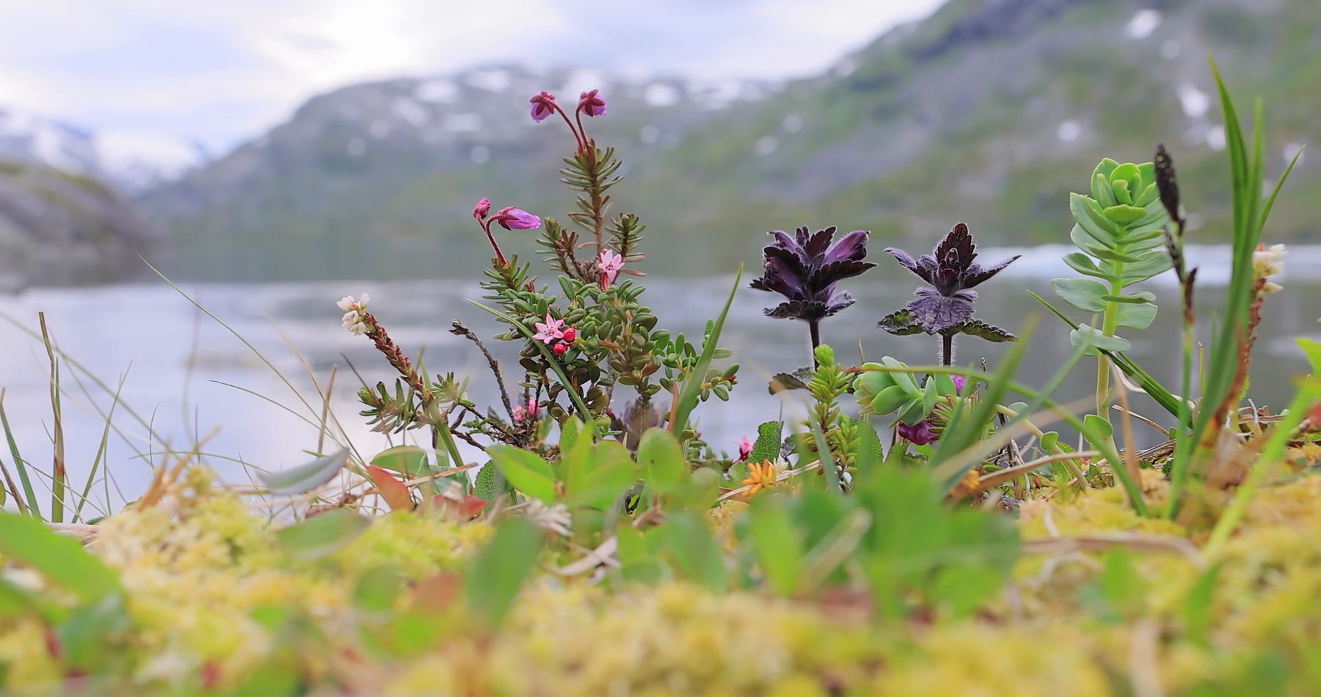 Arctic Tundra Beautiful Nature Norway Stock Footage SBV-351991525 ...