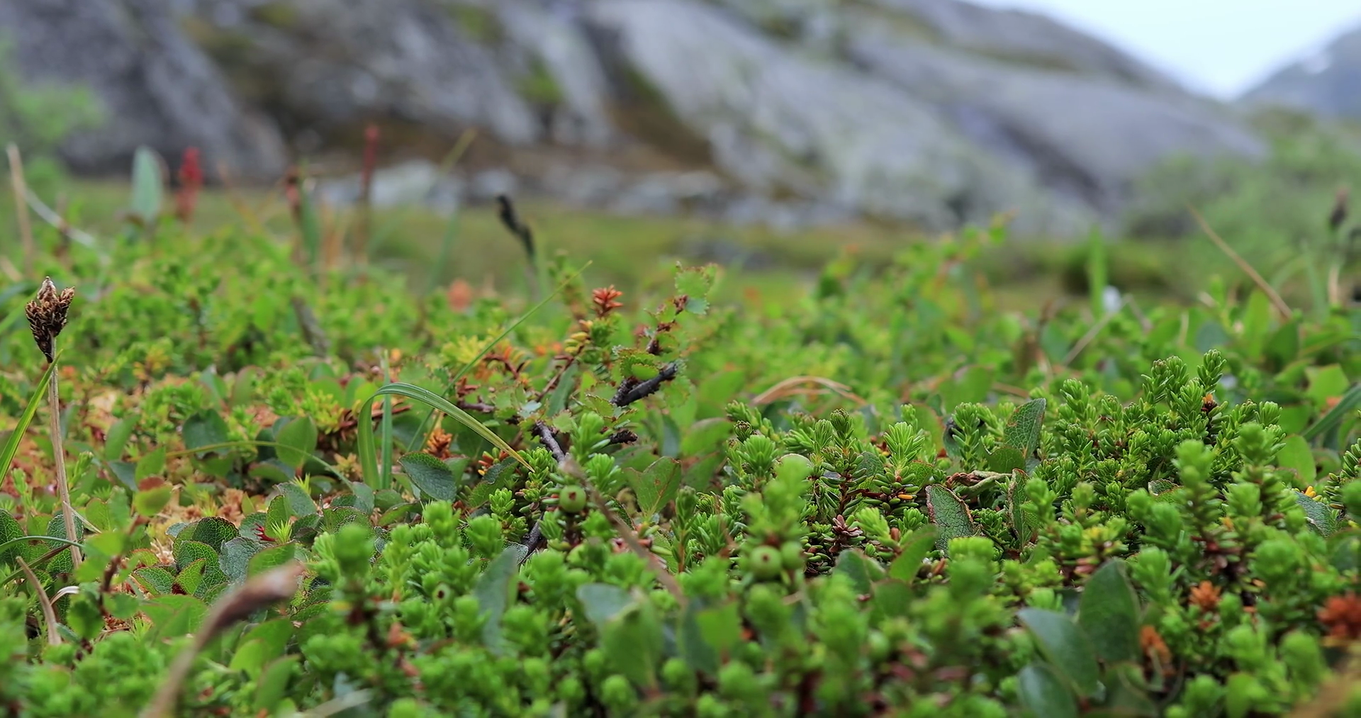 Arctic Tundra Beautiful Nature Norway Stock Footage SBV-351757891 ...