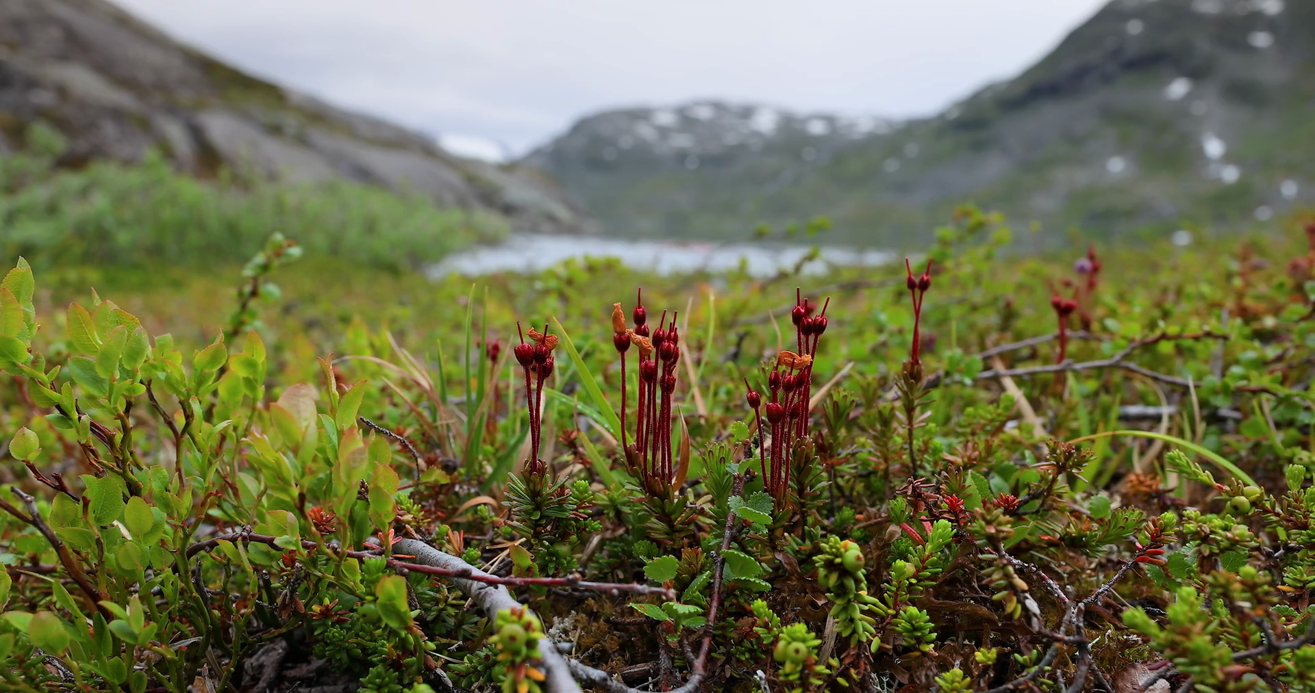 Arctic Tundra Beautiful Nature Norway Stock Footage SBV-351932164 ...