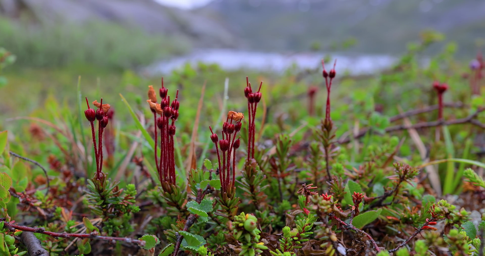 Arctic Tundra Beautiful Nature Norway Stock Footage SBV-351757889 ...