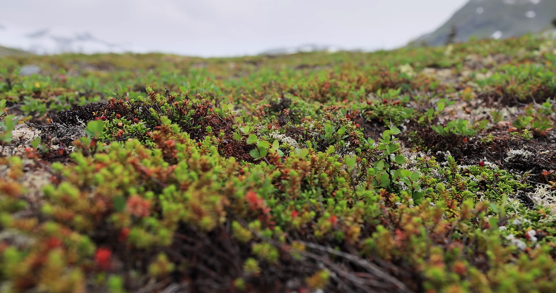 Arctic Tundra Beautiful Nature Norway Stock Footage SBV-351991529 ...