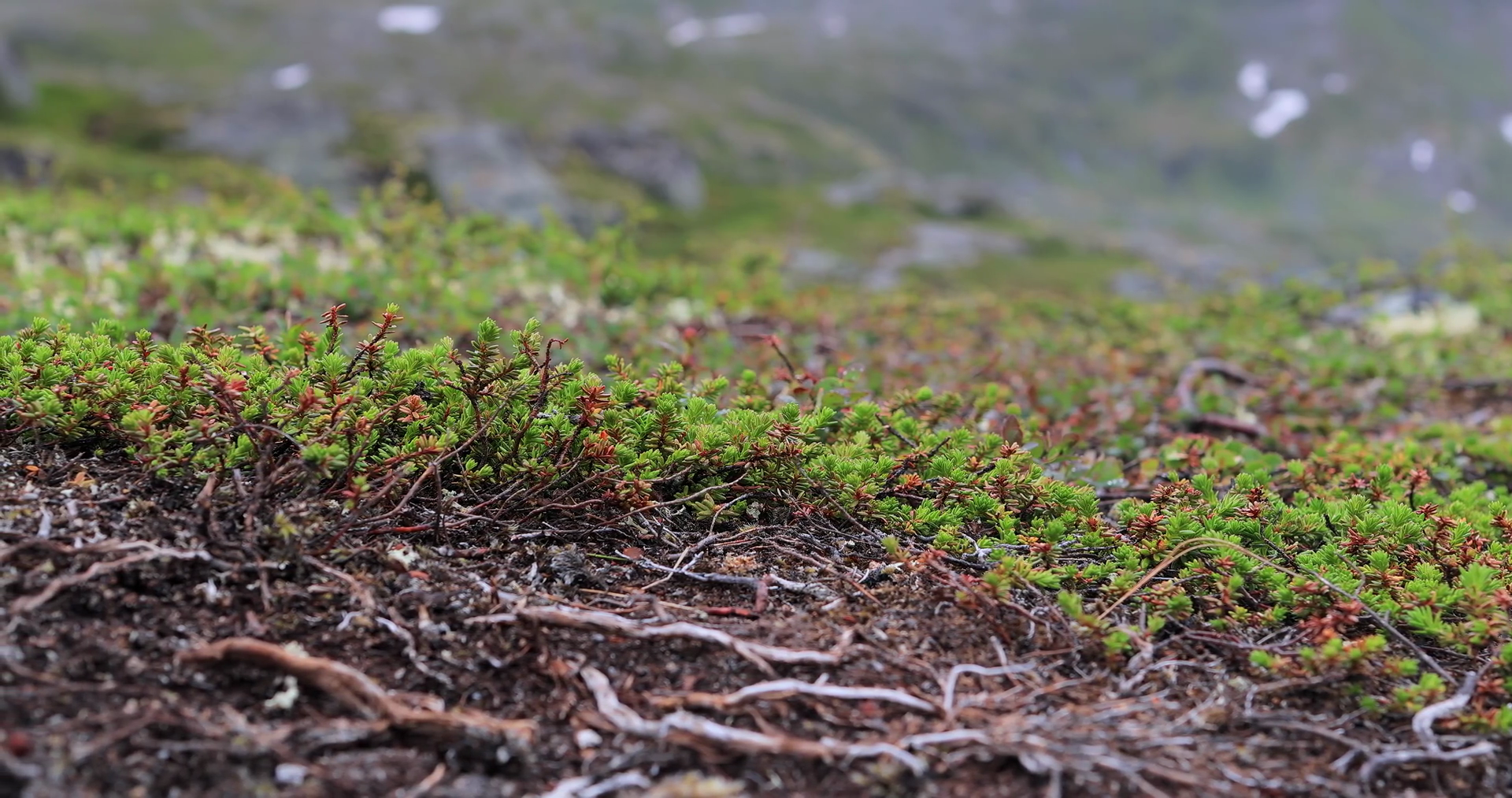 Arctic Tundra Beautiful Nature Norway Stock Footage SBV-352046628 ...