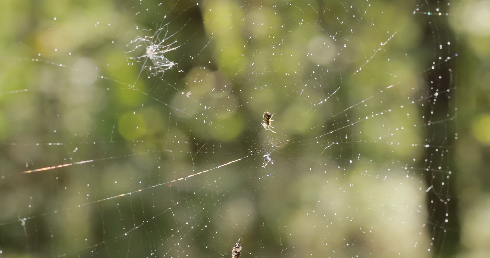 Raindrops On Spider Web Cobwebs In Small Stock Footage SBV-351791353 ...