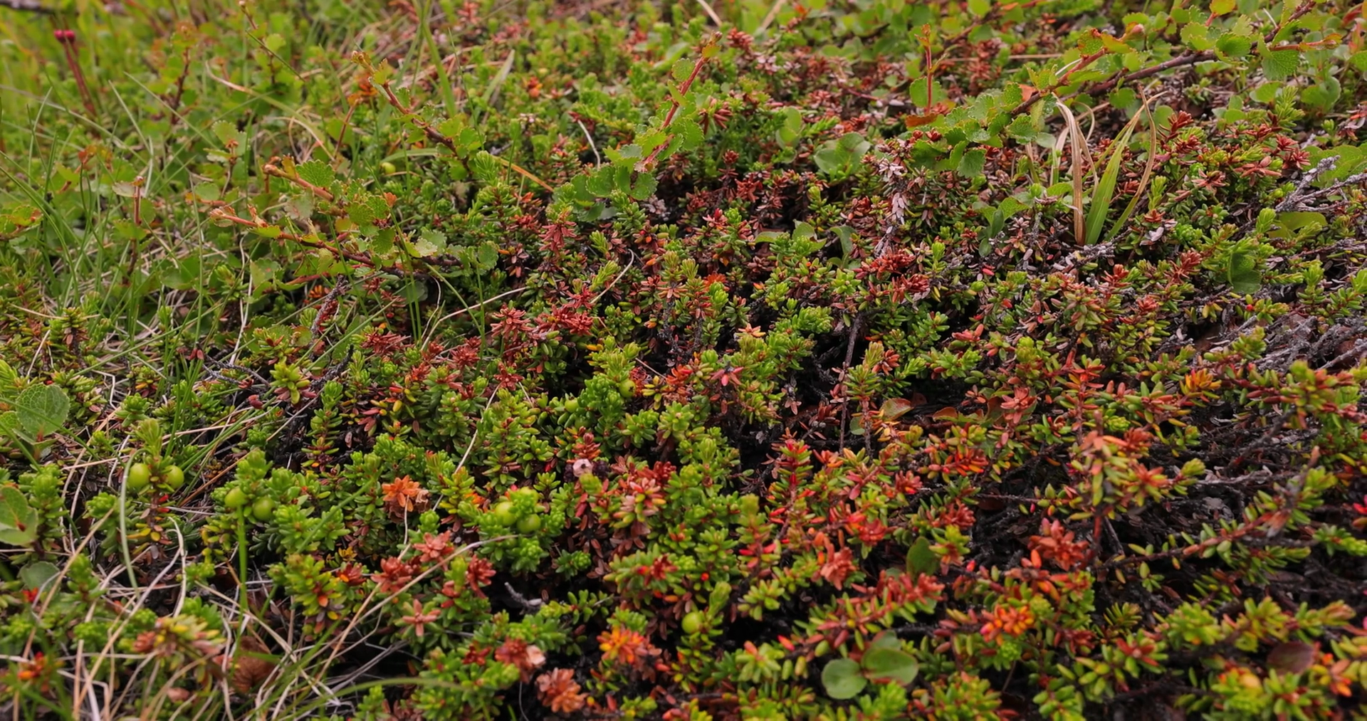 Arctic Tundra Beautiful Nature Norway Stock Footage SBV-351700475 ...