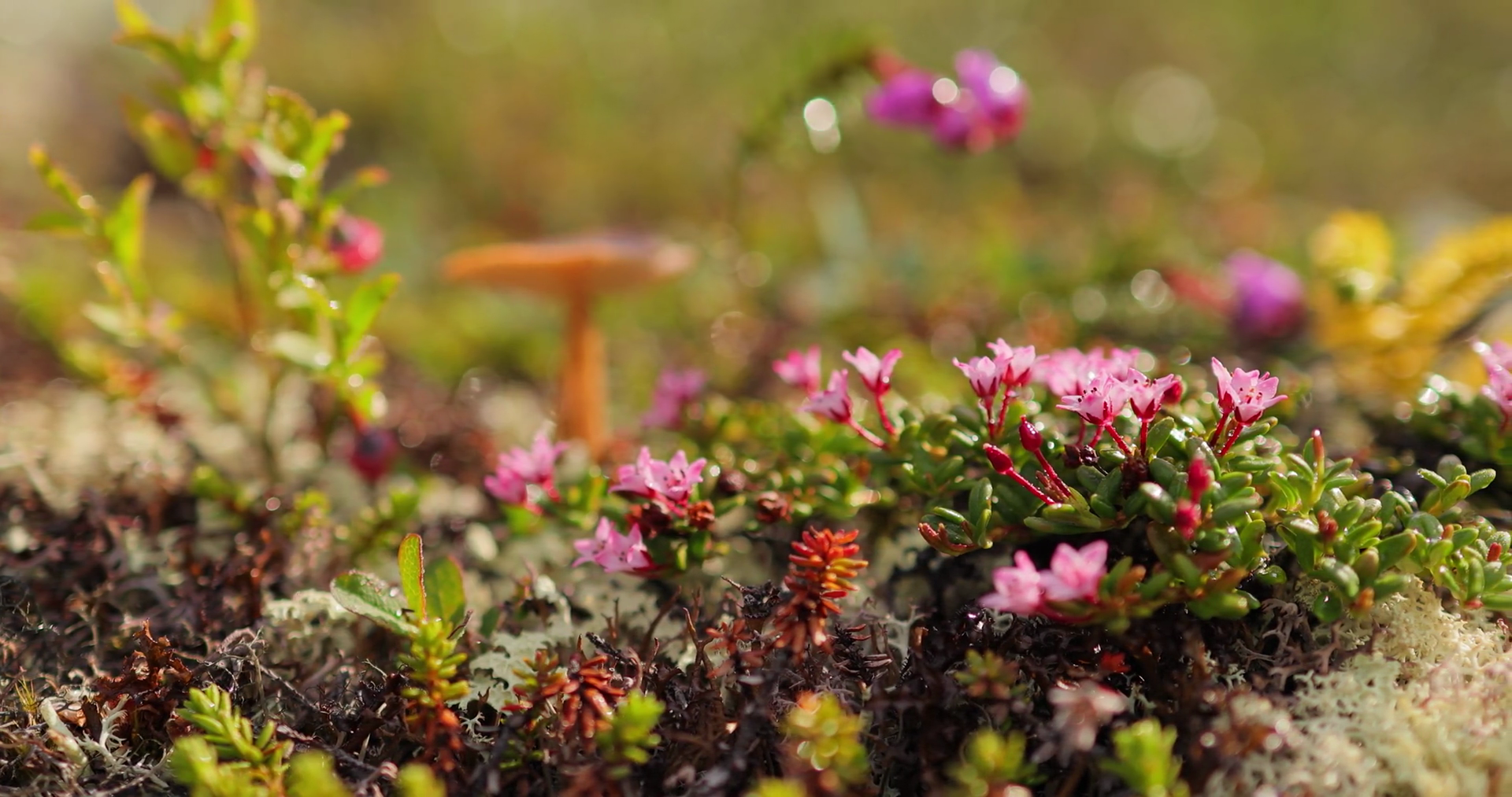 Arctic Tundra Beautiful Nature Norway Stock Footage SBV-351729685 ...
