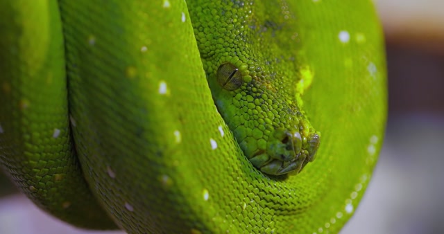 Green Tree Python Stock Footage: Royalty-Free Video Clips - Storyblocks
