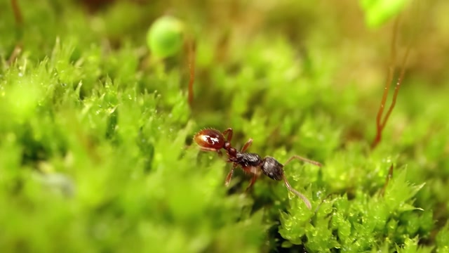 Ants Animation Stock Footage: Royalty-Free Video Clips - Storyblocks