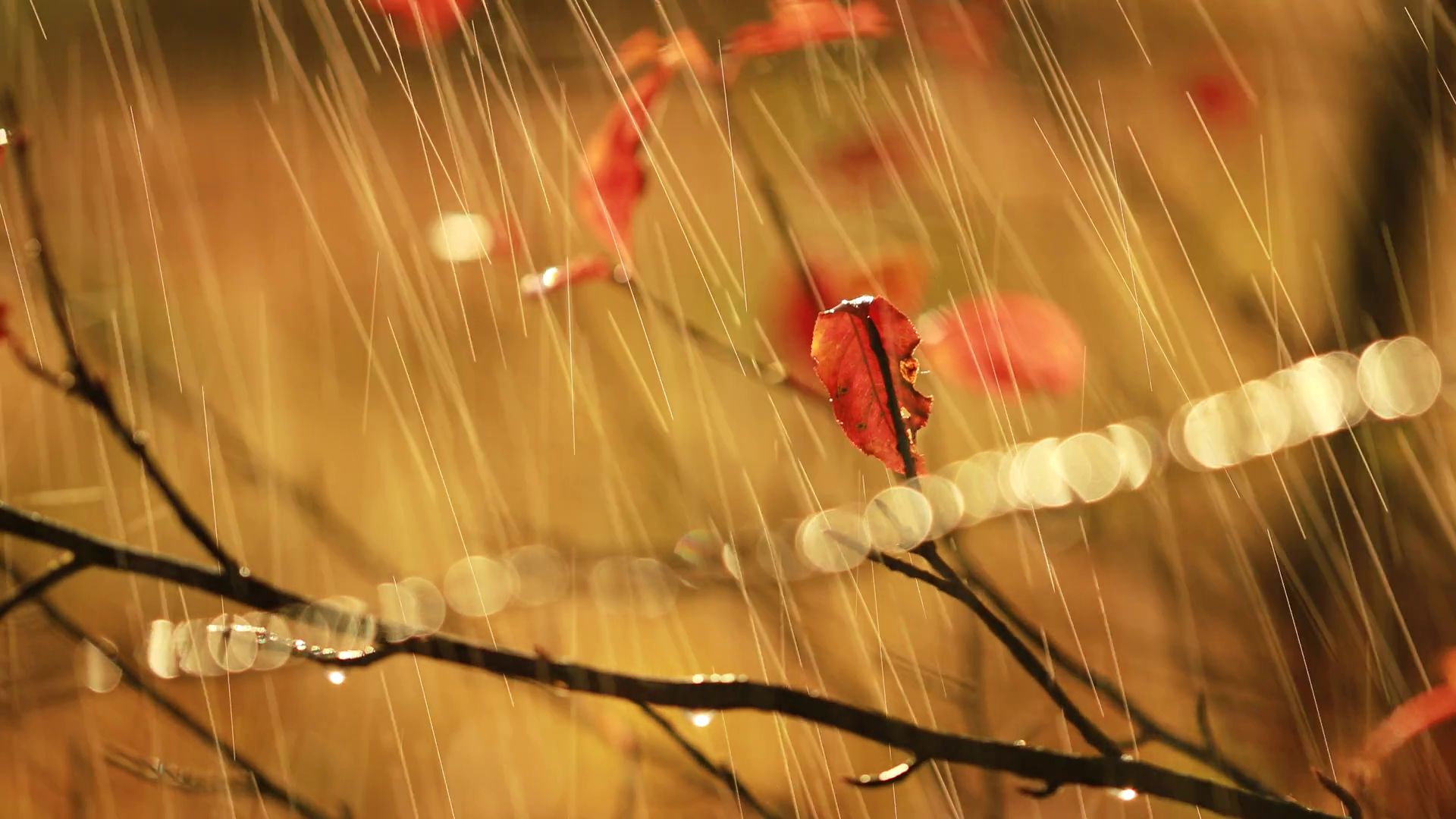 Autumn Rain Close-up Stock Footage SBV-328709125 - Storyblocks