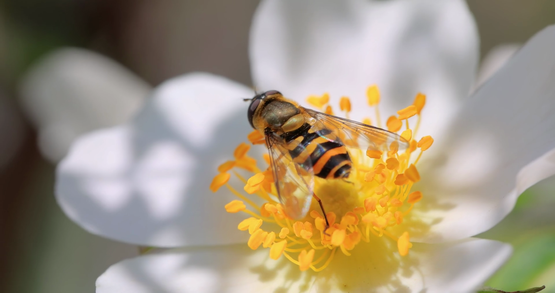 Hoverflies Flower Flies Syrphid Flies Insect Stock Footage SBV ...