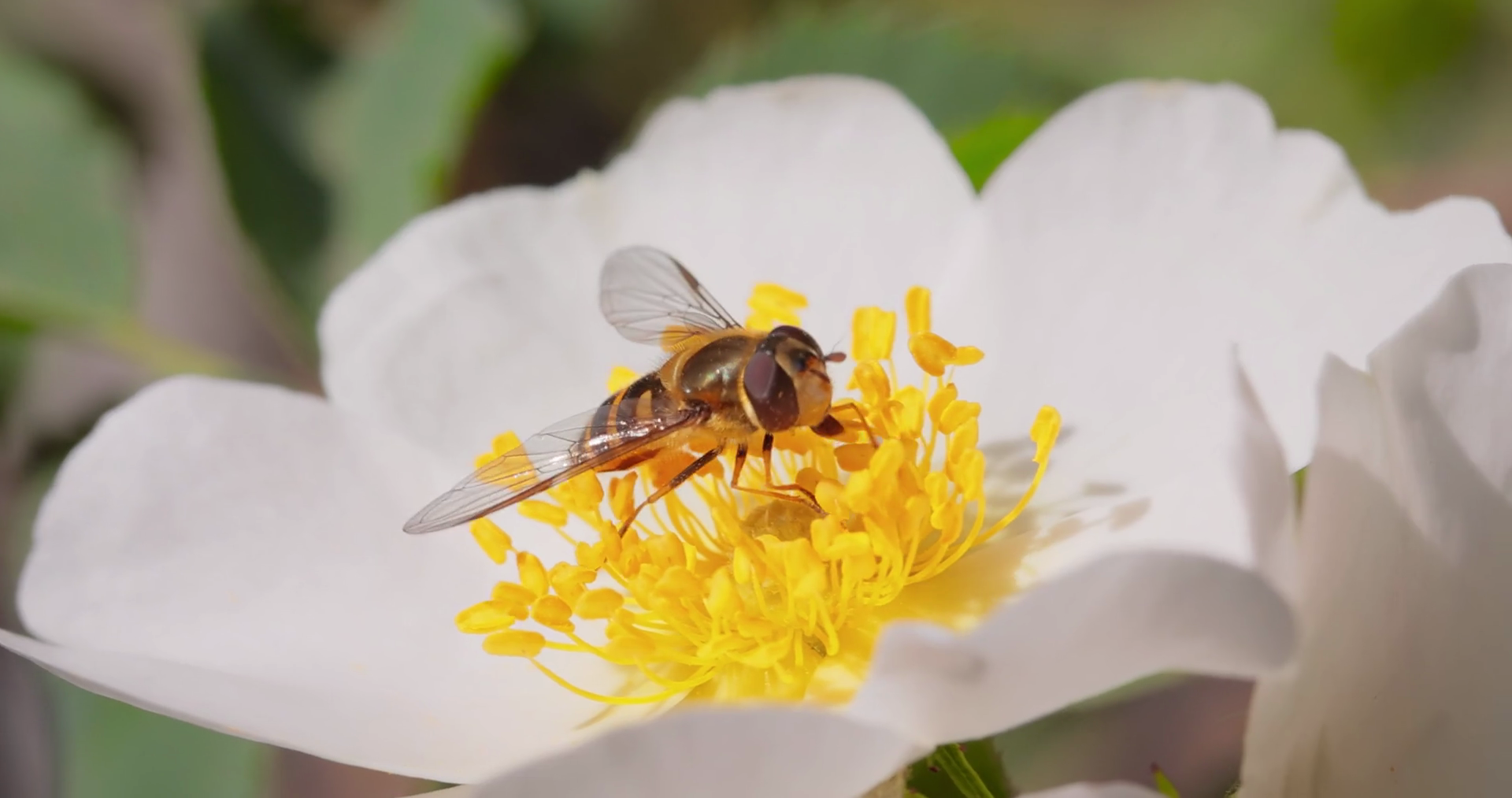 Hoverflies Flower Flies Syrphid Flies Insect Stock Footage SBV ...