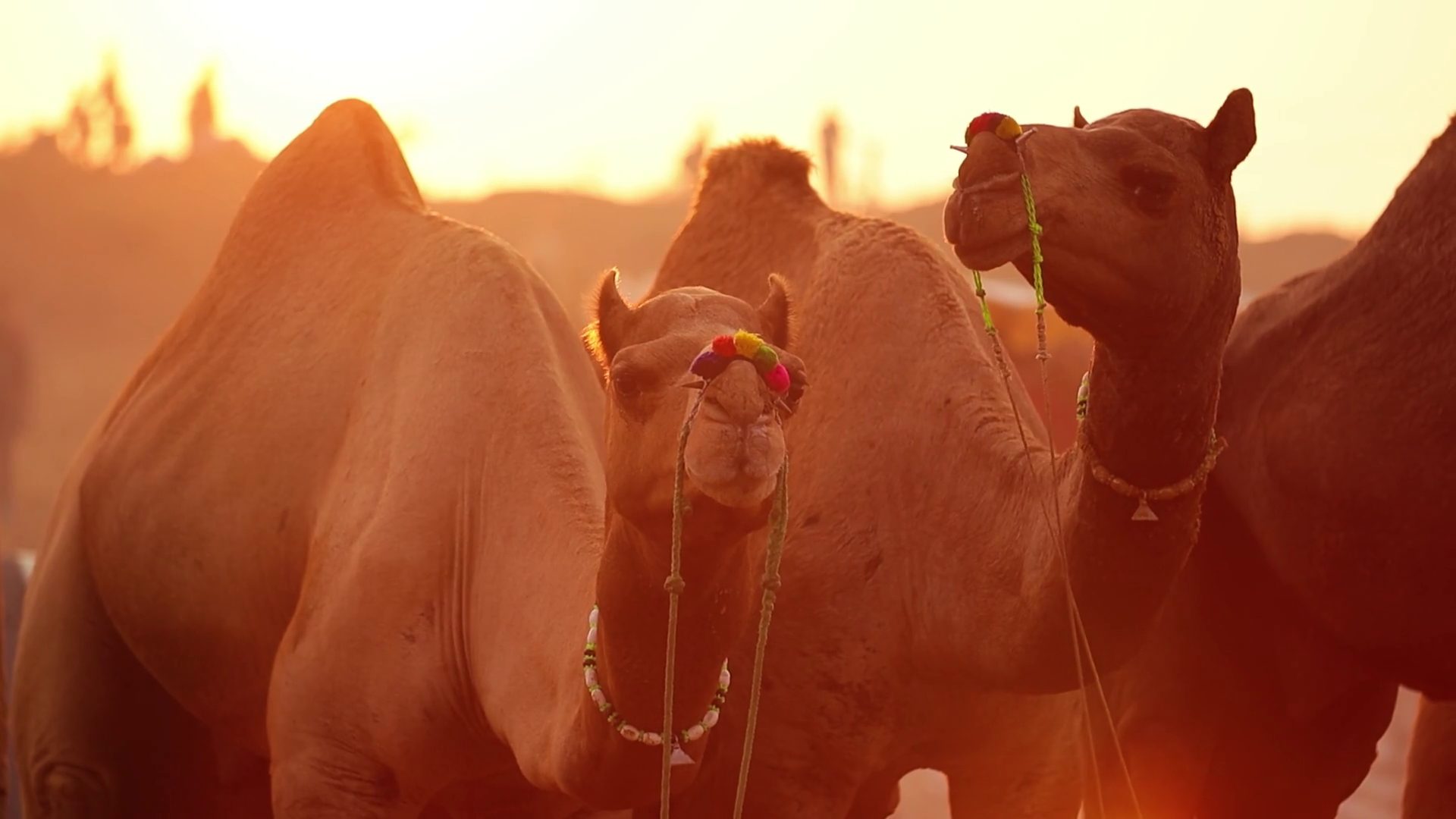 Camels In Slow Motion At Pushkar Fair Also Stock Footage SBV-347012283 ...